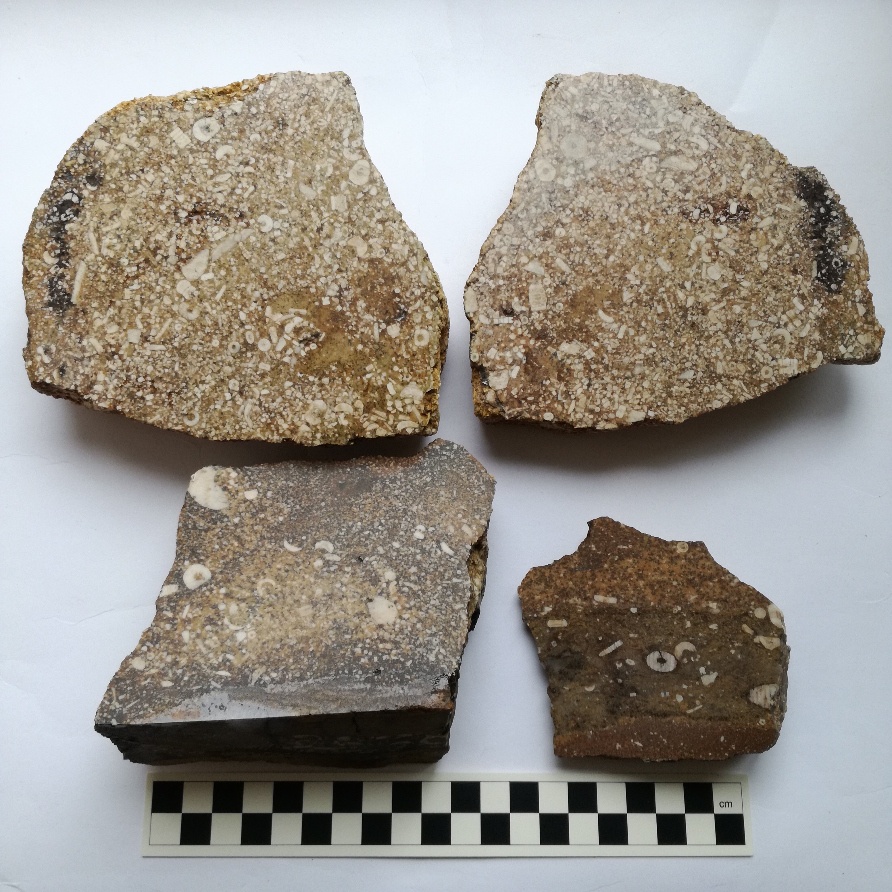 Crinoid limestone, Ukraine - Member Collections - The Fossil Forum