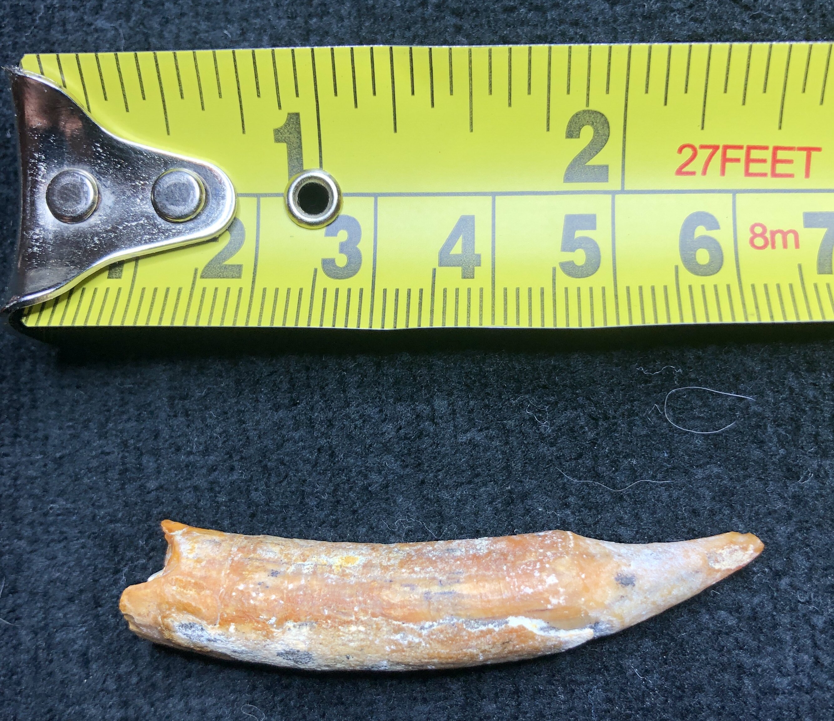 whale tooth? - Fossil ID - The Fossil Forum