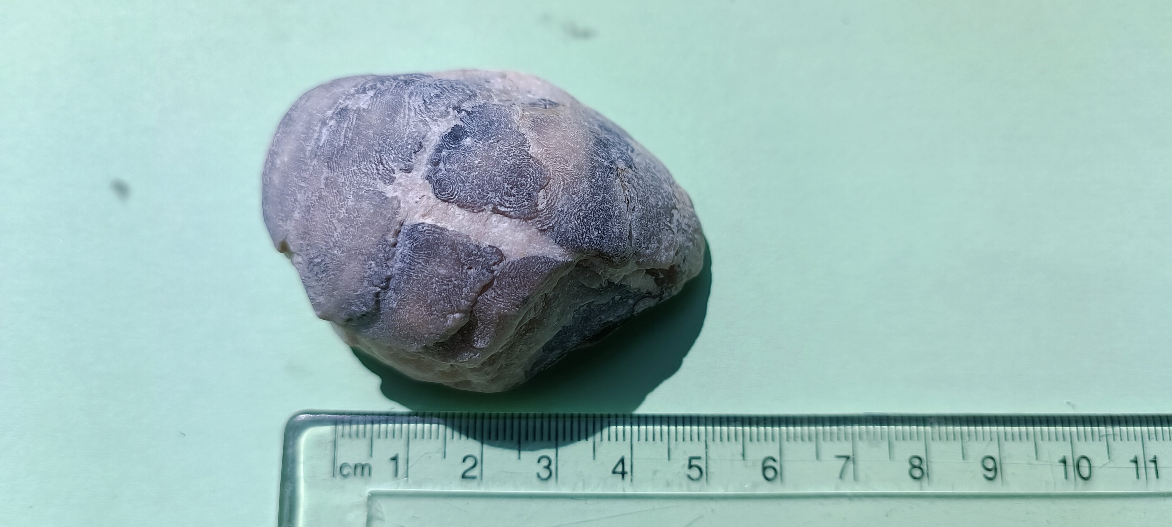 Are these real fossils and if so what are they? Found in Denmark ...