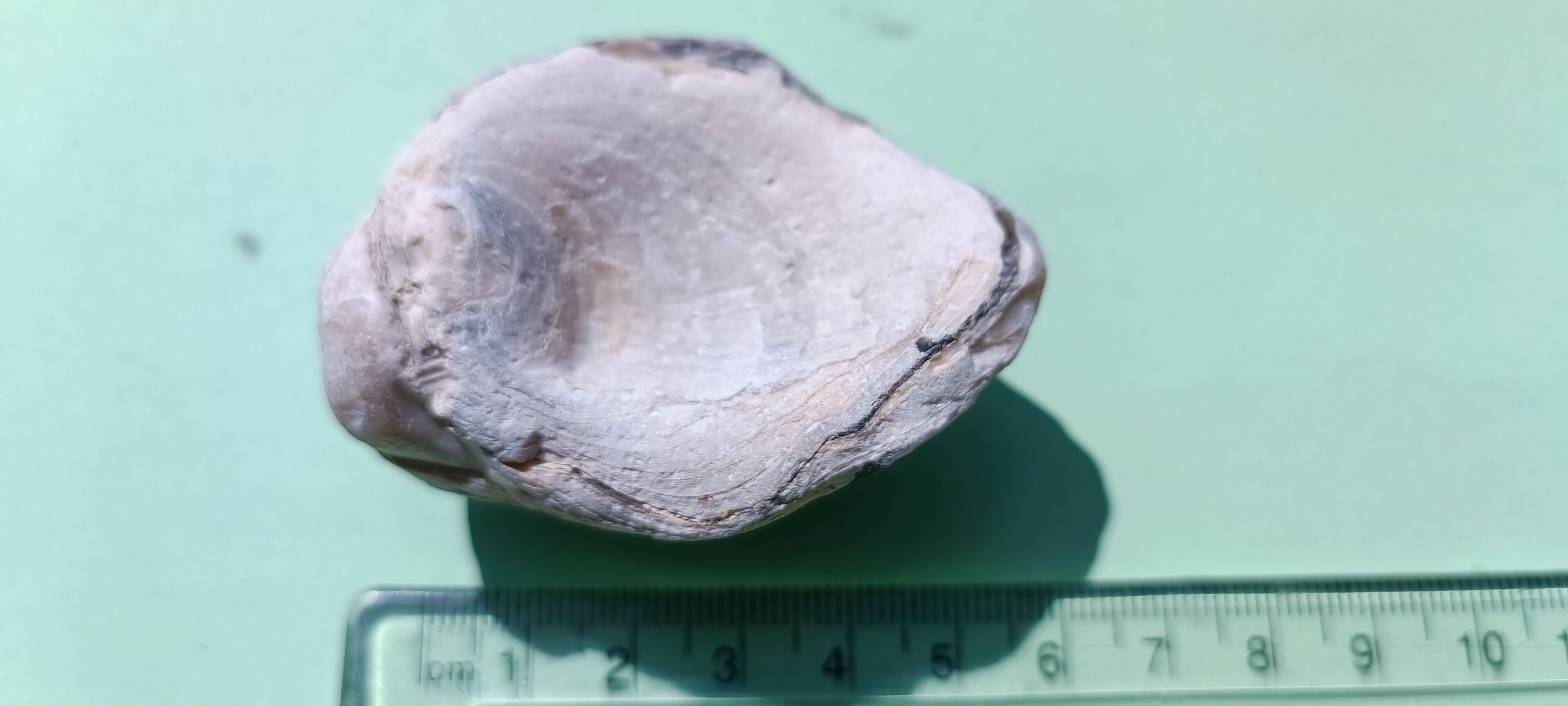 Are these real fossils and if so what are they? Found in Denmark ...