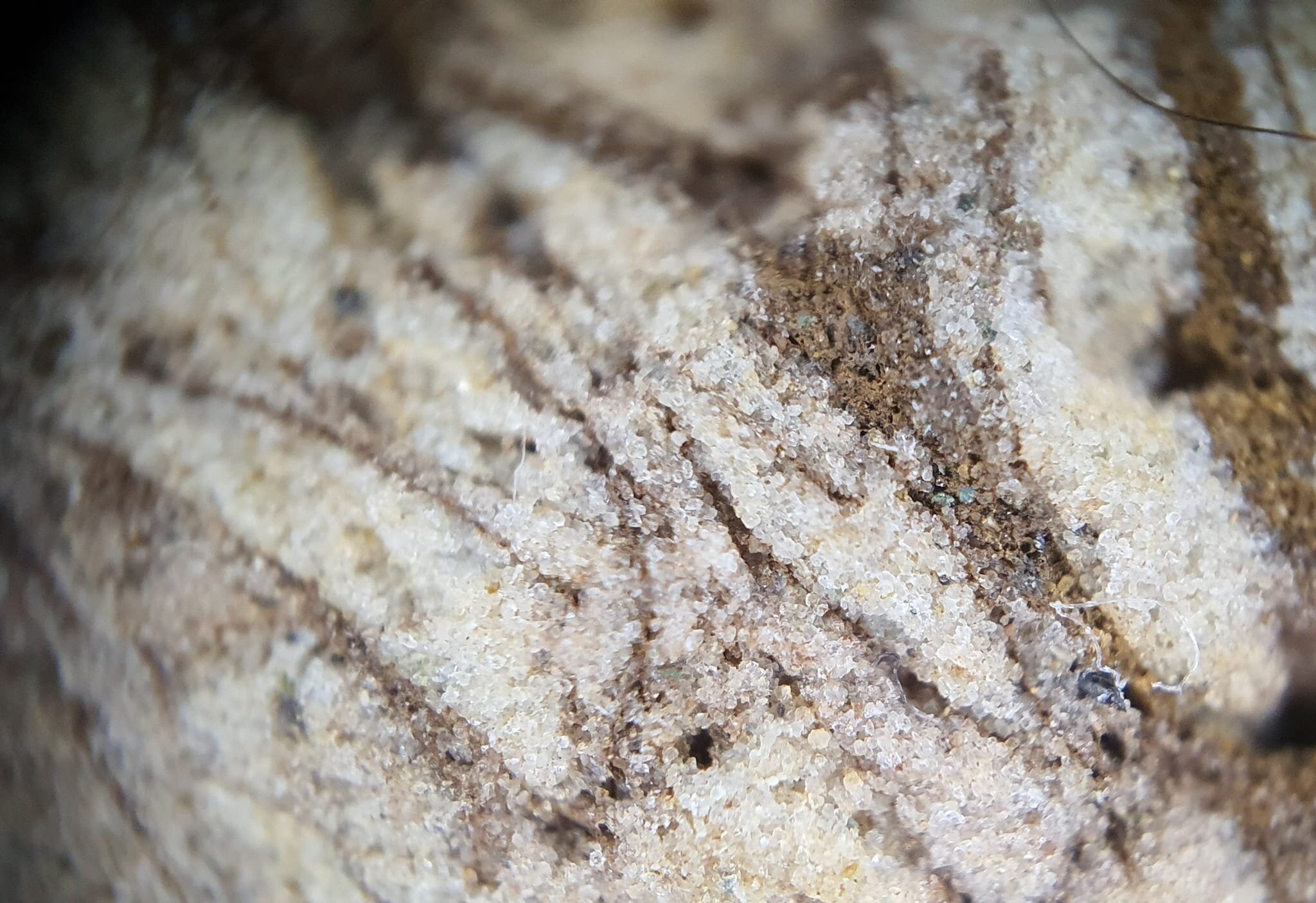 Suspected Plant Specimen - Cone or Fibrous Material - Fossil ID - The ...