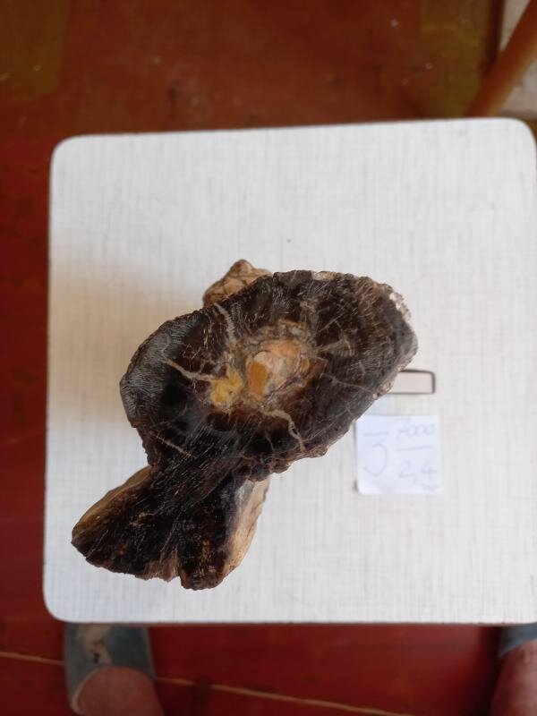 Kalamite? - Fossil ID - The Fossil Forum