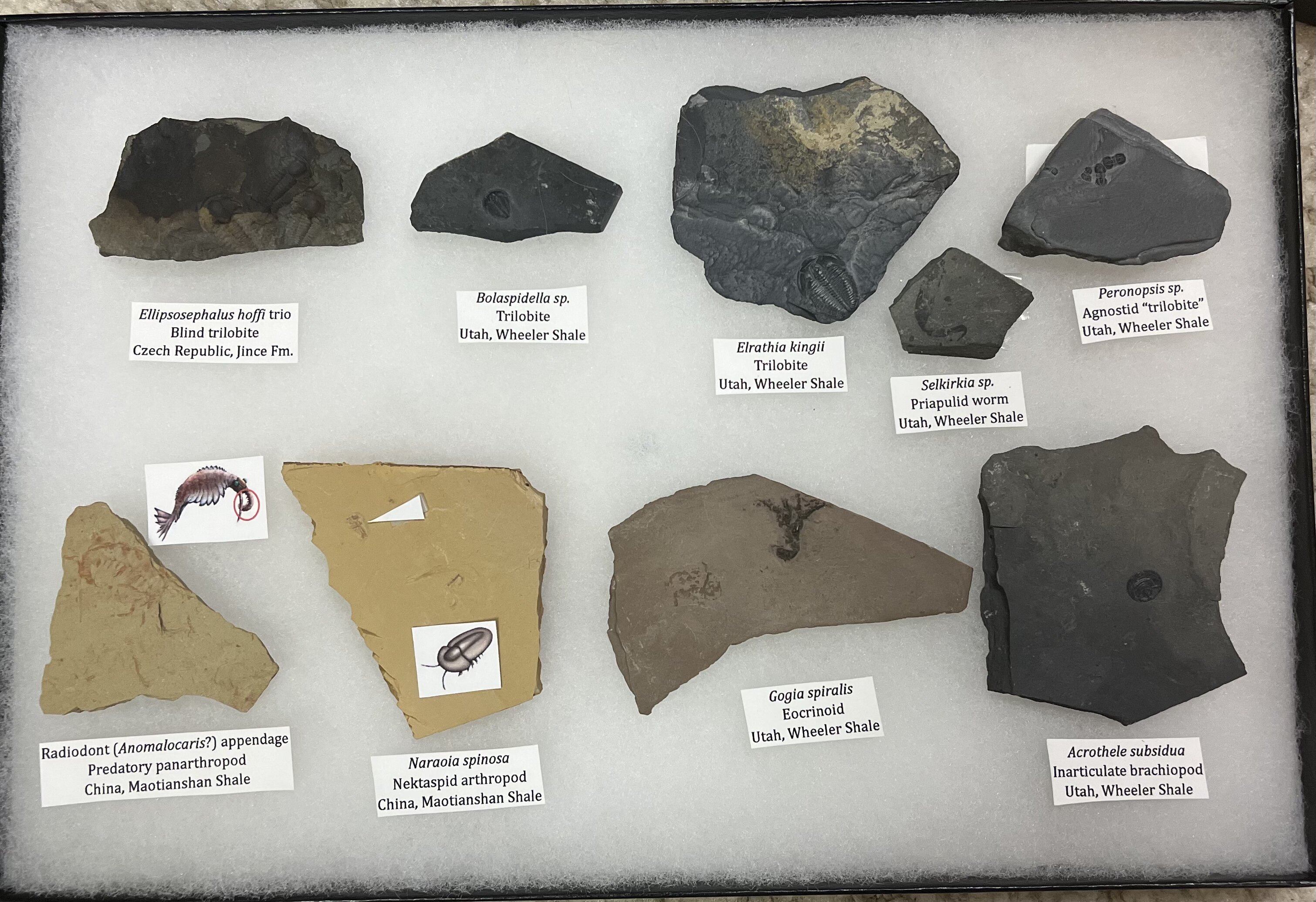 My Paleozoic Display Shelf - Member Collections - The Fossil Forum