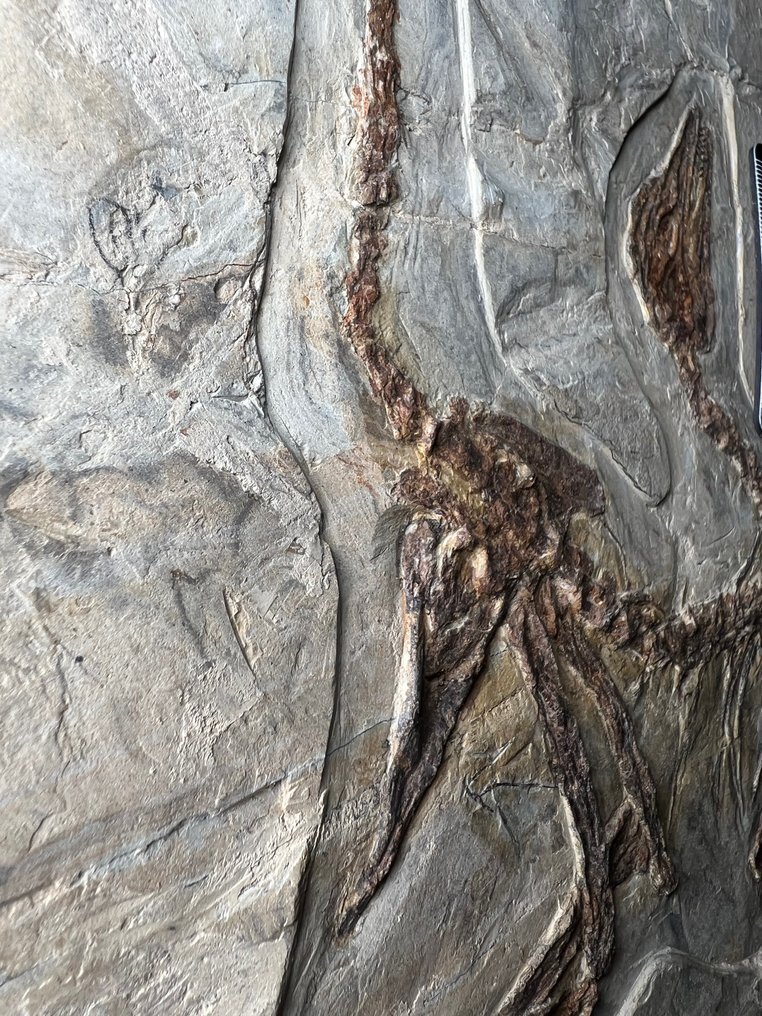 Anchiornis fossil - Is It Real? How to Recognize Fossil Fabrications ...