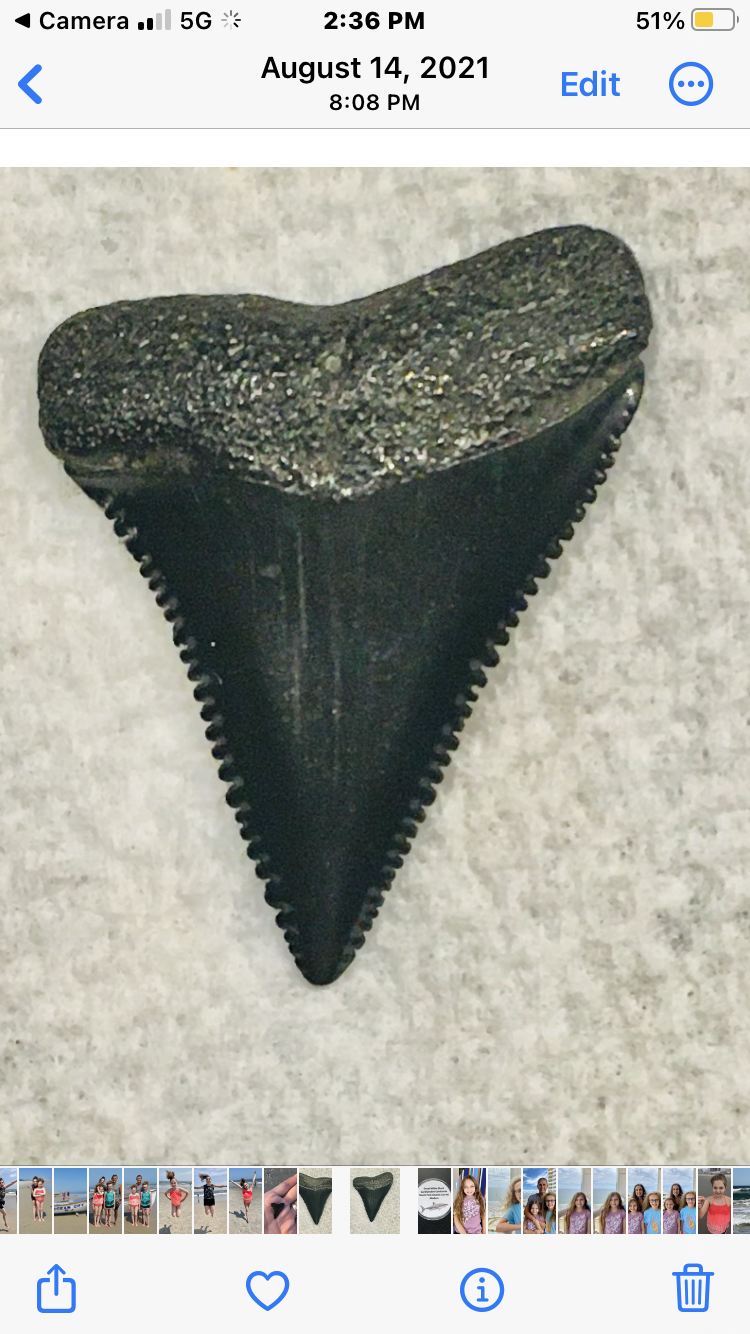 Great White NJ AC - Fossil ID - The Fossil Forum