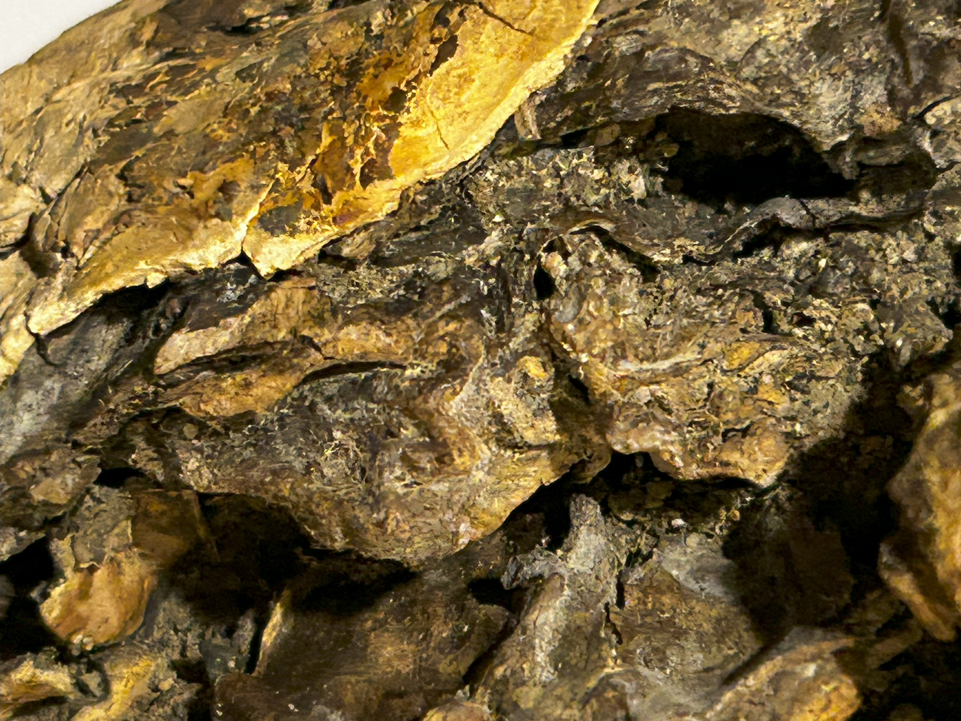 Partially Mummified Turtle? Fossilized Stomach Cavity? found in ...