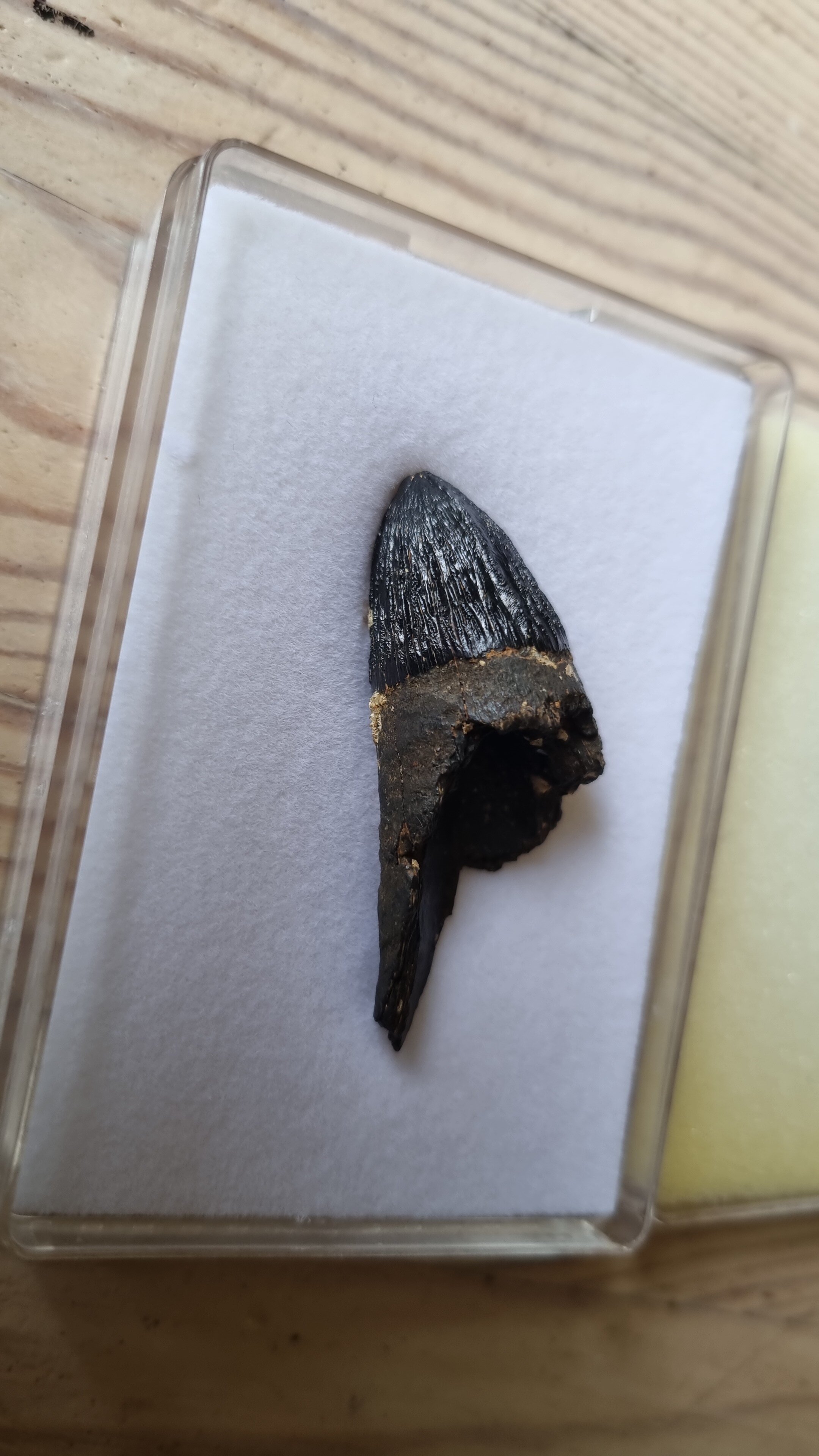 Possible Deinosuchus schwimmeri tooth. - Fossil ID - The Fossil Forum
