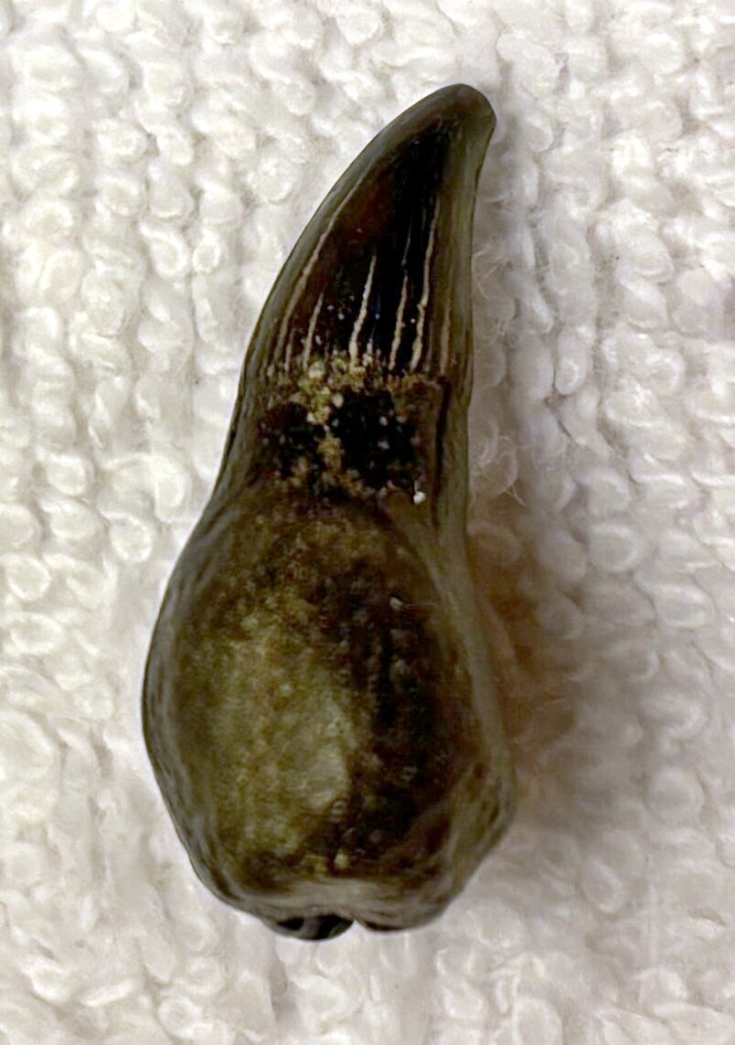 Unusual Marine Mammal Tooth - Fossil ID - The Fossil Forum