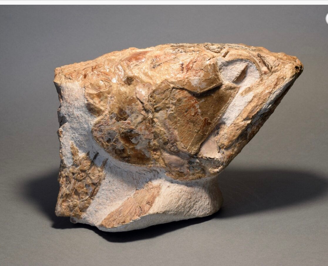 its been proven that this fossil formed so rapidly the cells are still ...