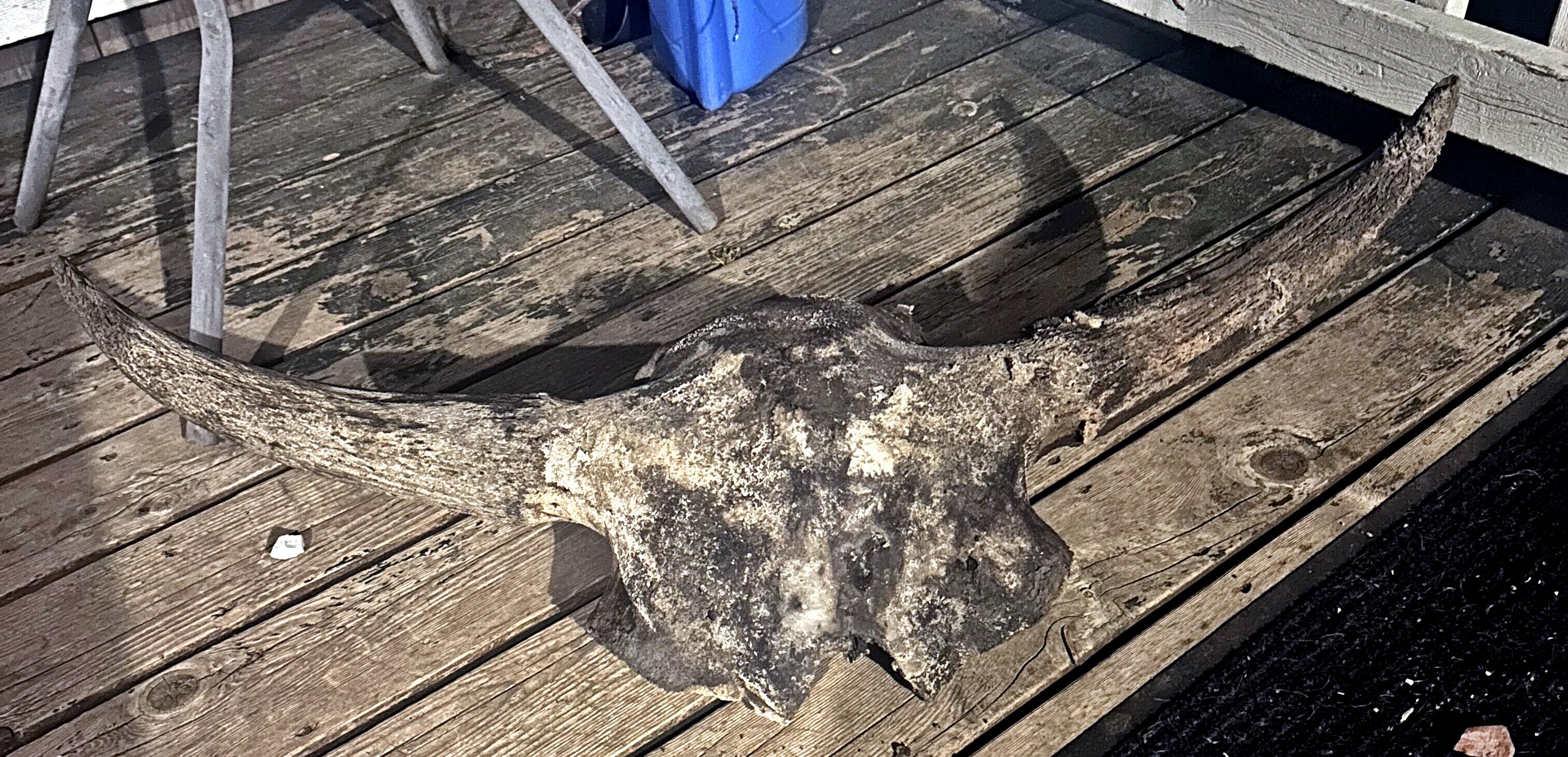 Steppe Buffalo Skull - Fossil ID - The Fossil Forum