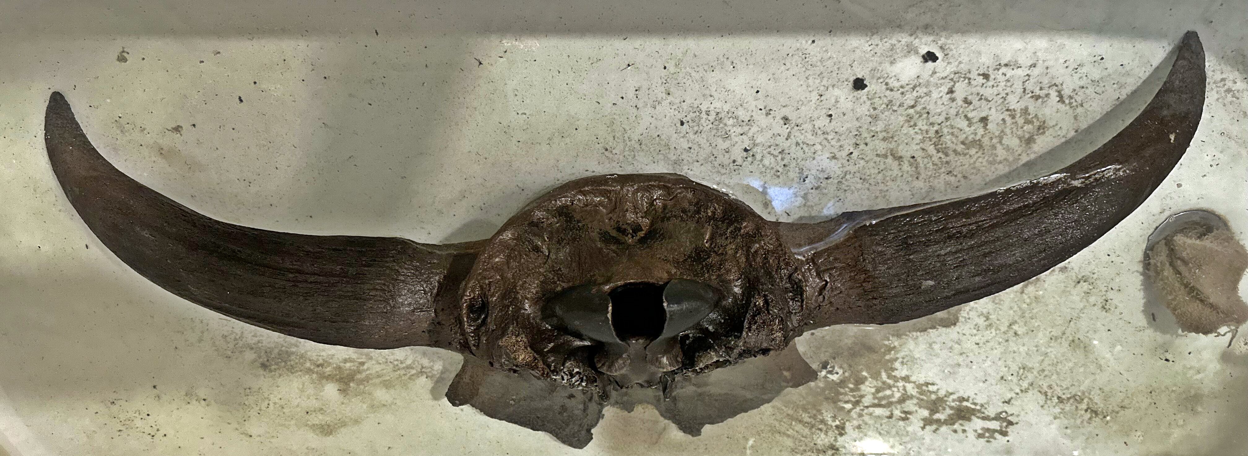 Steppe Buffalo Skull - Fossil ID - The Fossil Forum