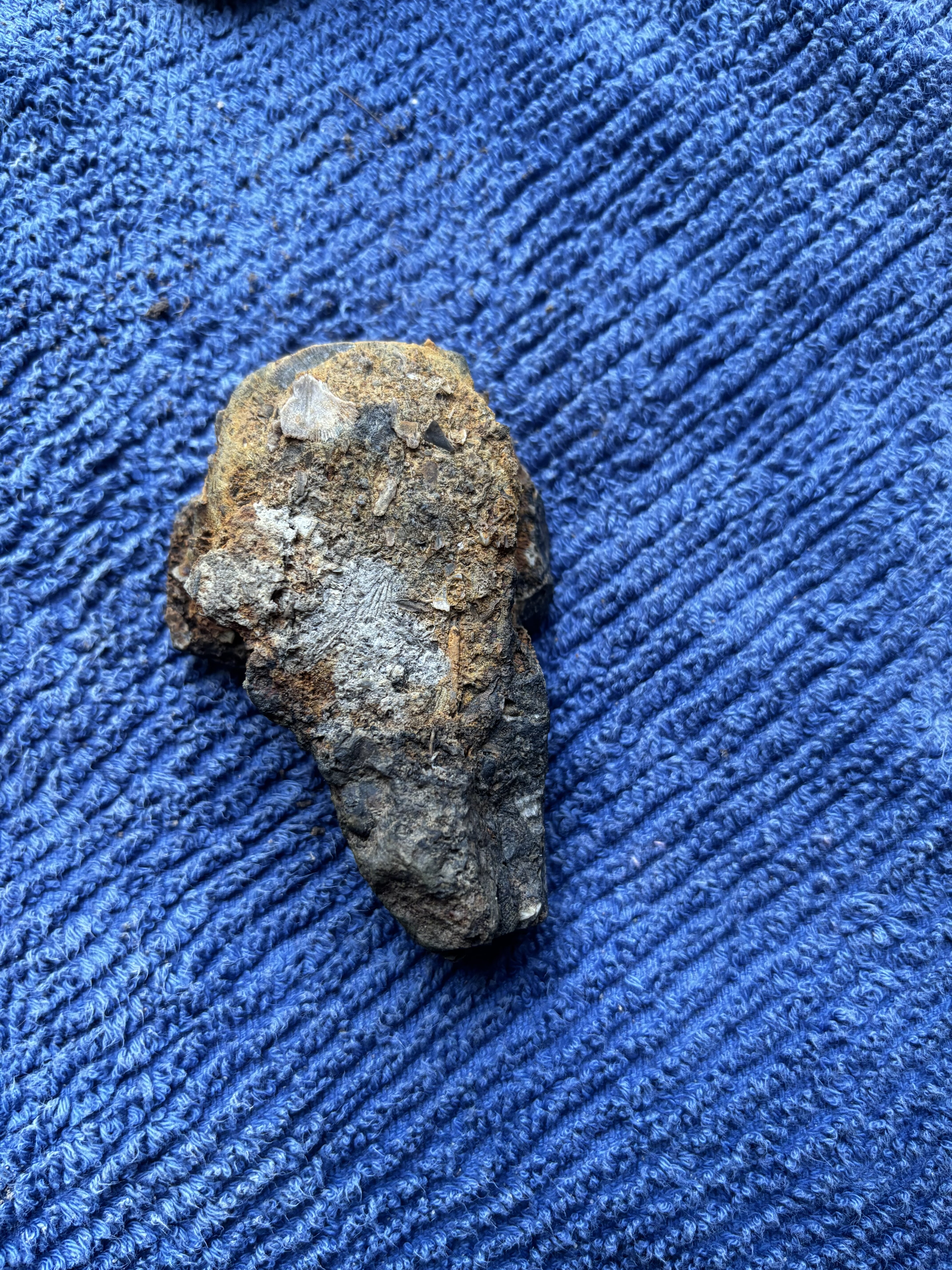 Is this a fossilized bone? - Fossil ID - The Fossil Forum