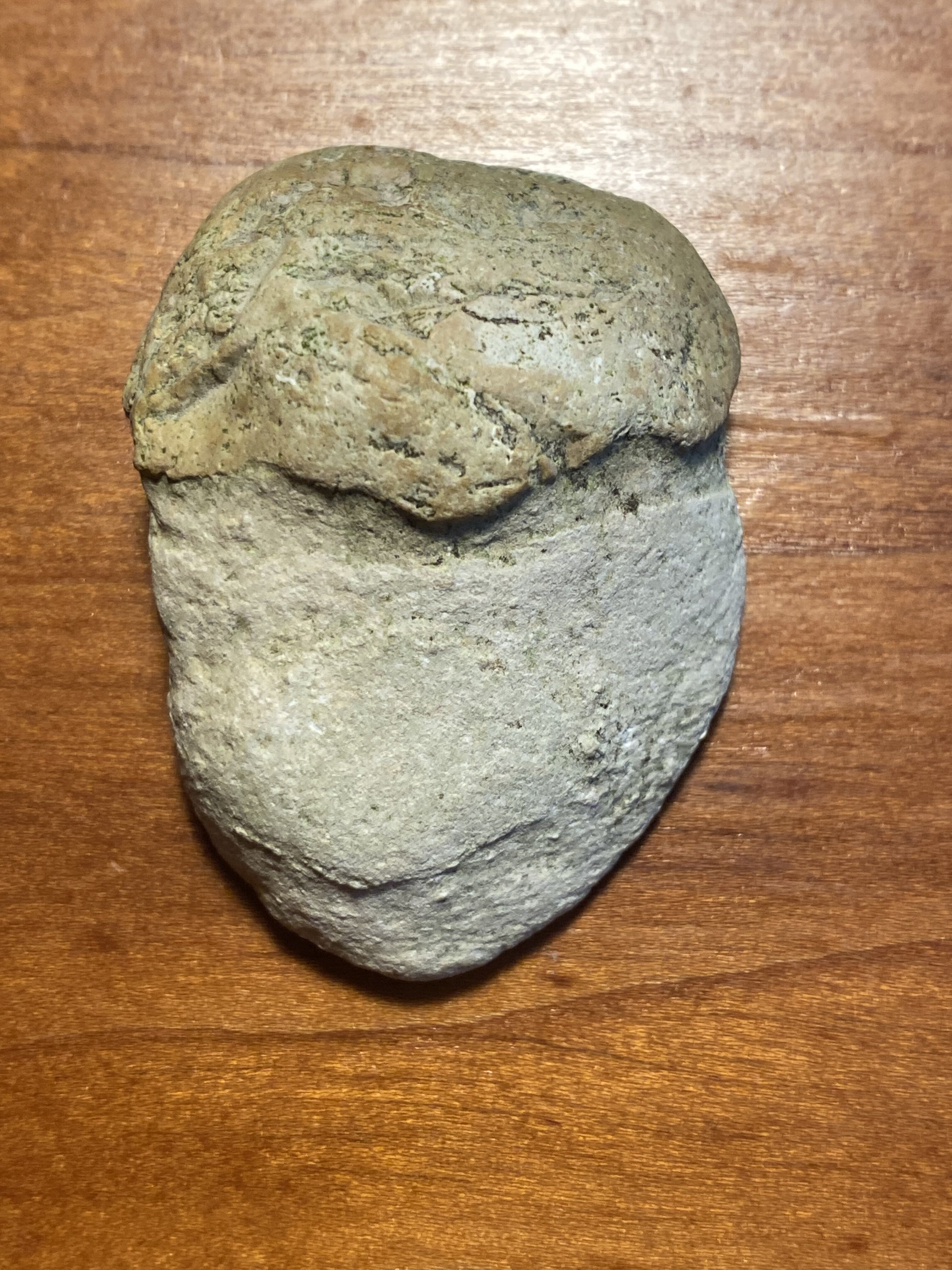 Found stone tool/tooth thing in lake shore - Fossil ID - The Fossil Forum