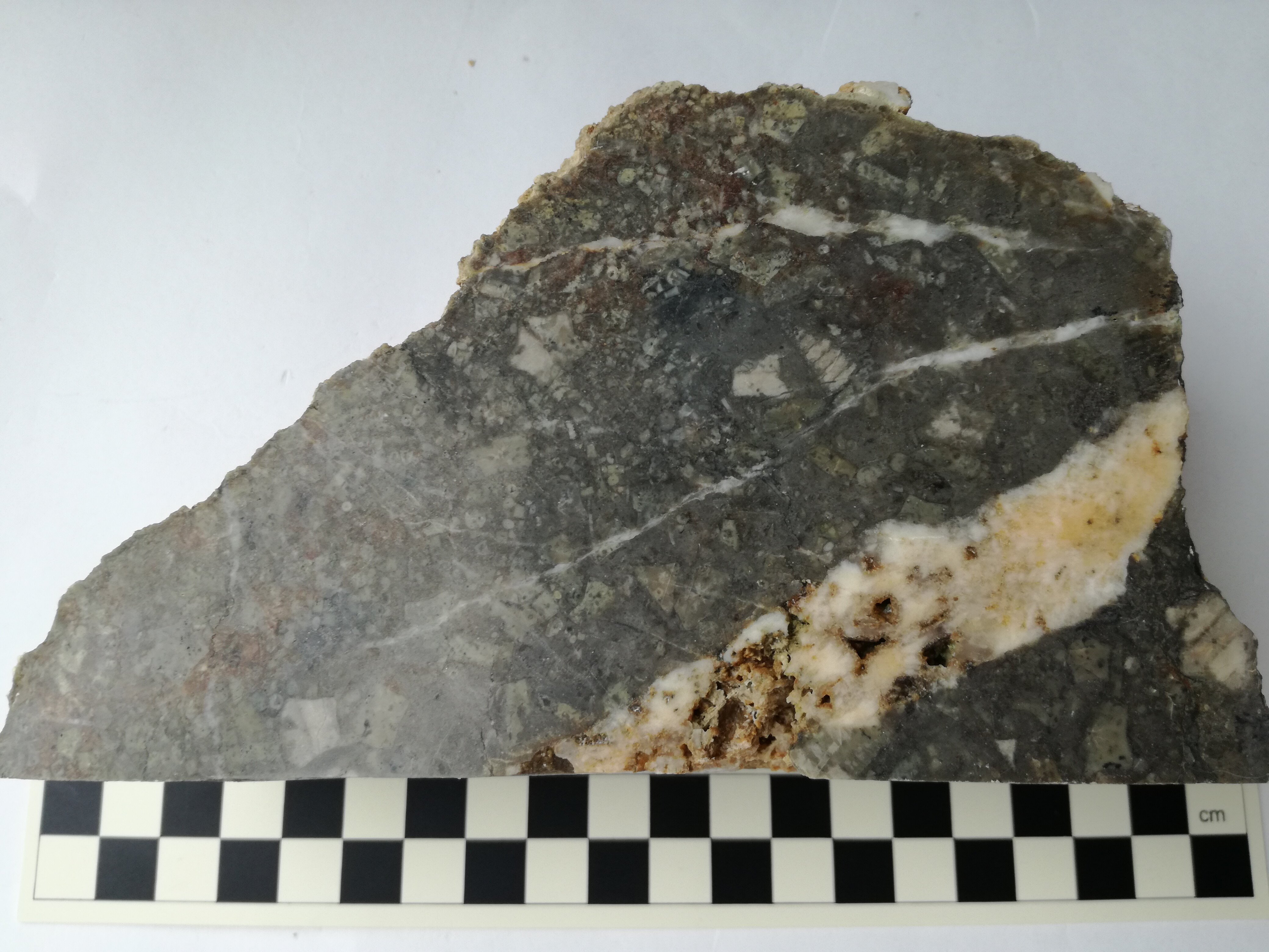 Crinoid limestone, Ukraine - Member Collections - The Fossil Forum