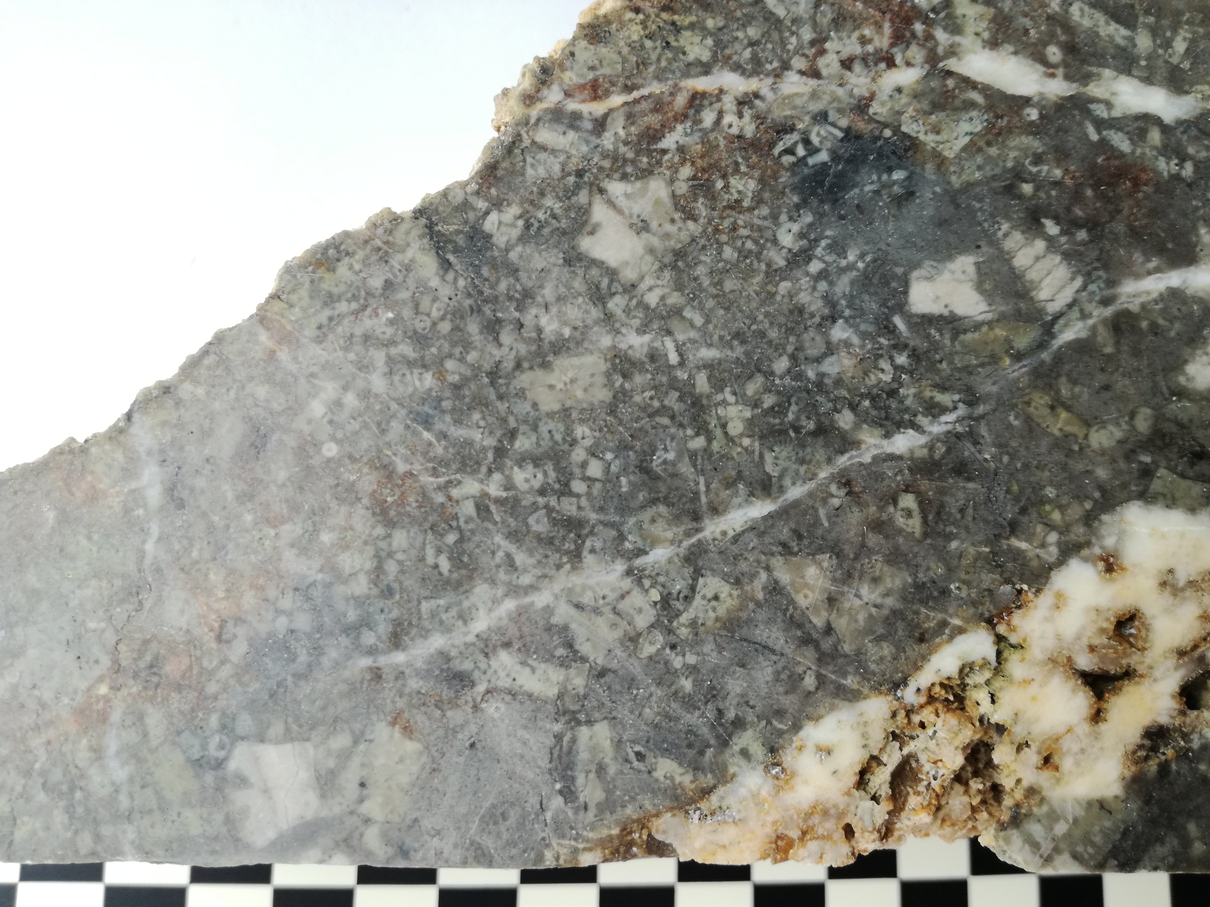 Crinoid limestone, Ukraine - Member Collections - The Fossil Forum