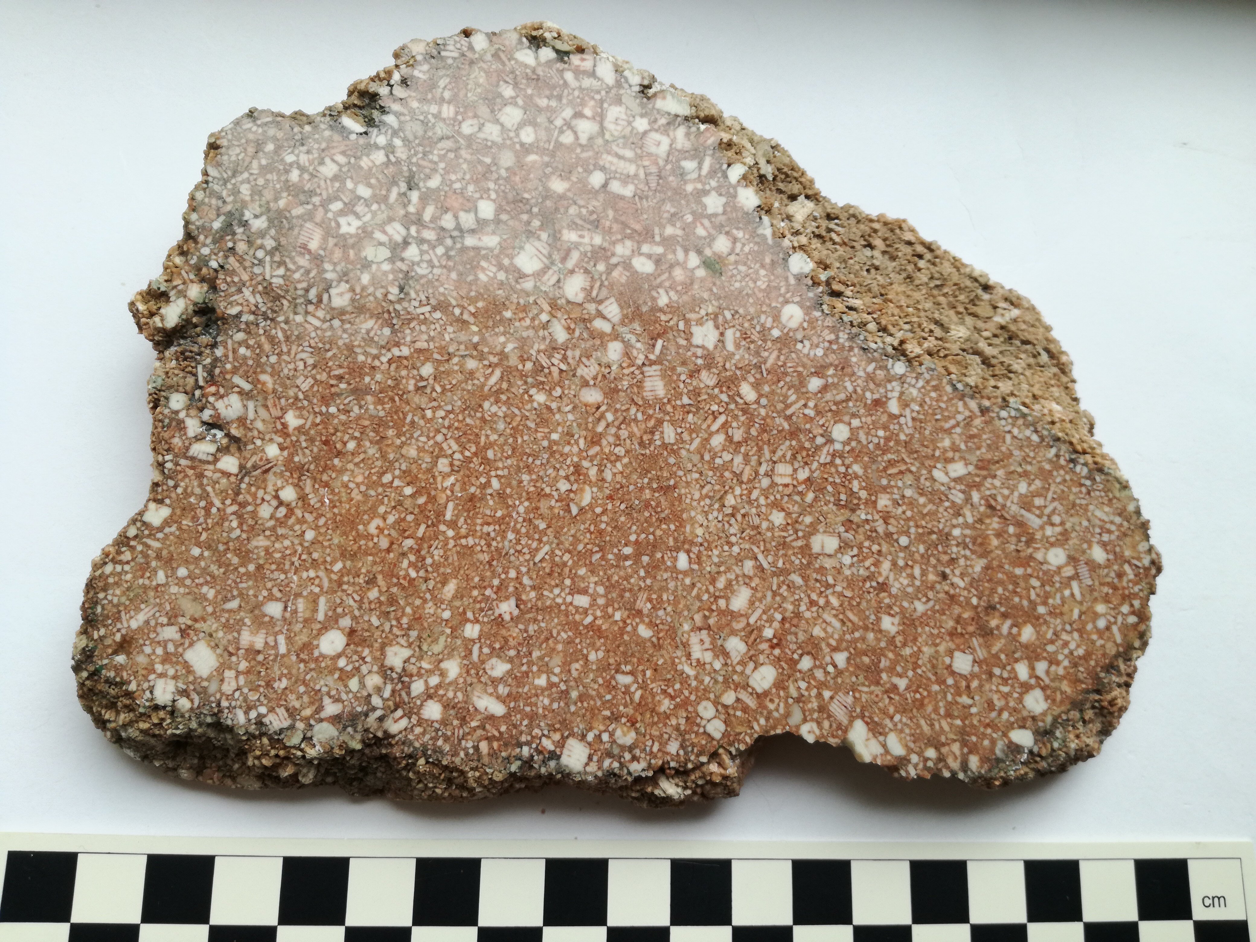 Crinoid limestone, Ukraine - Member Collections - The Fossil Forum