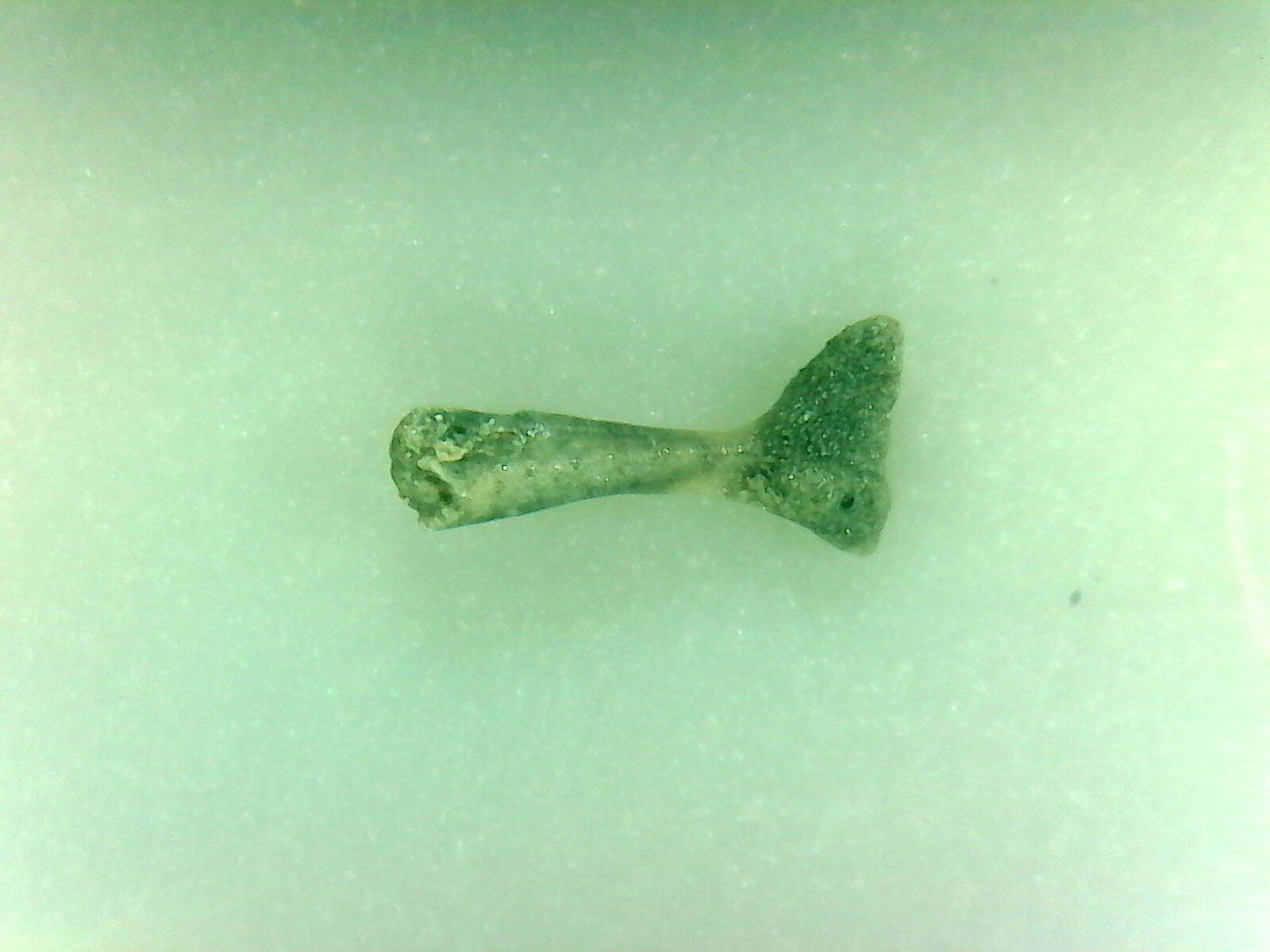 Microfossil from Placid Shale in Jack County Texas - Fossil ID - The ...