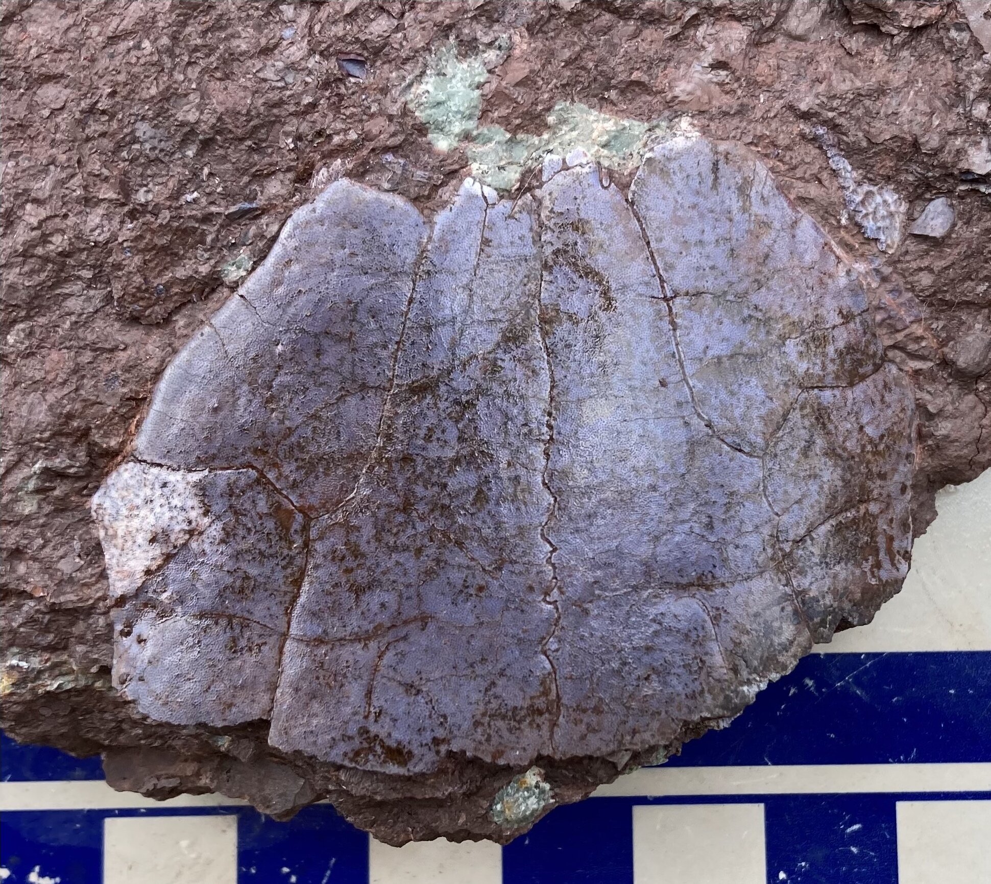 Catskill Formation 2024 - Fossil Hunting Trips - The Fossil Forum