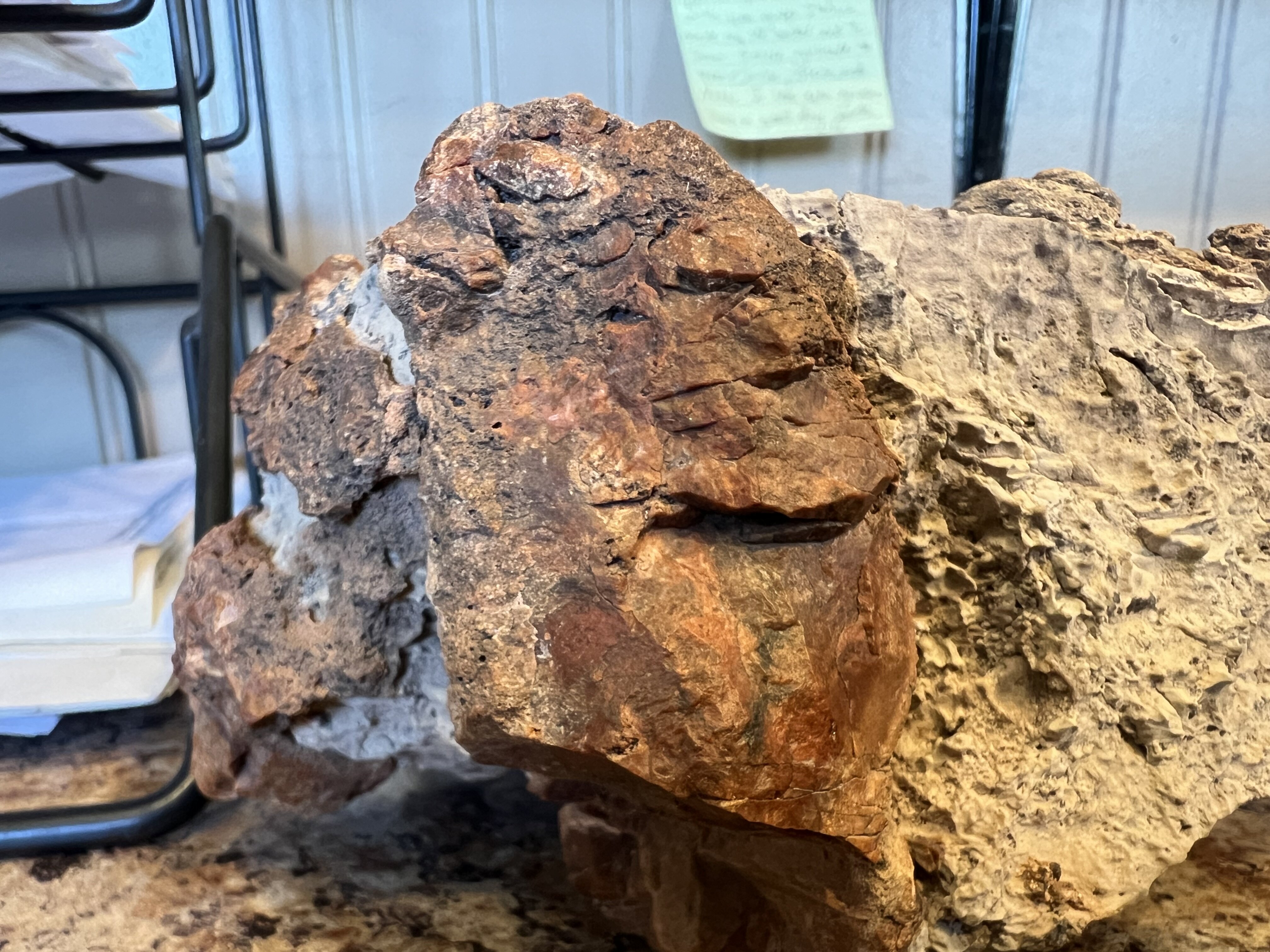 Is this coprolite? - Fossil ID - The Fossil Forum