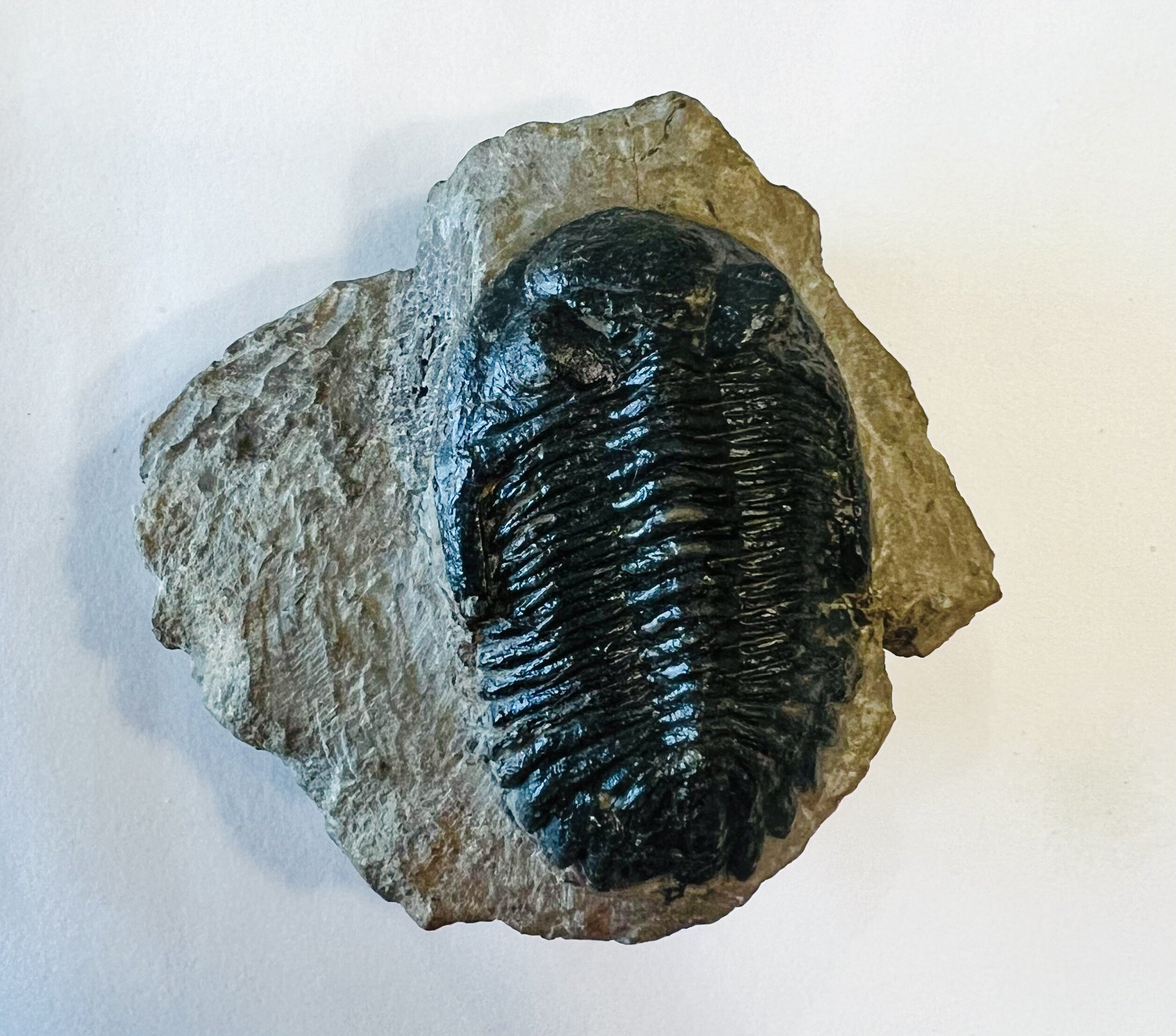 Radiograph Update - General Fossil Discussion - The Fossil Forum