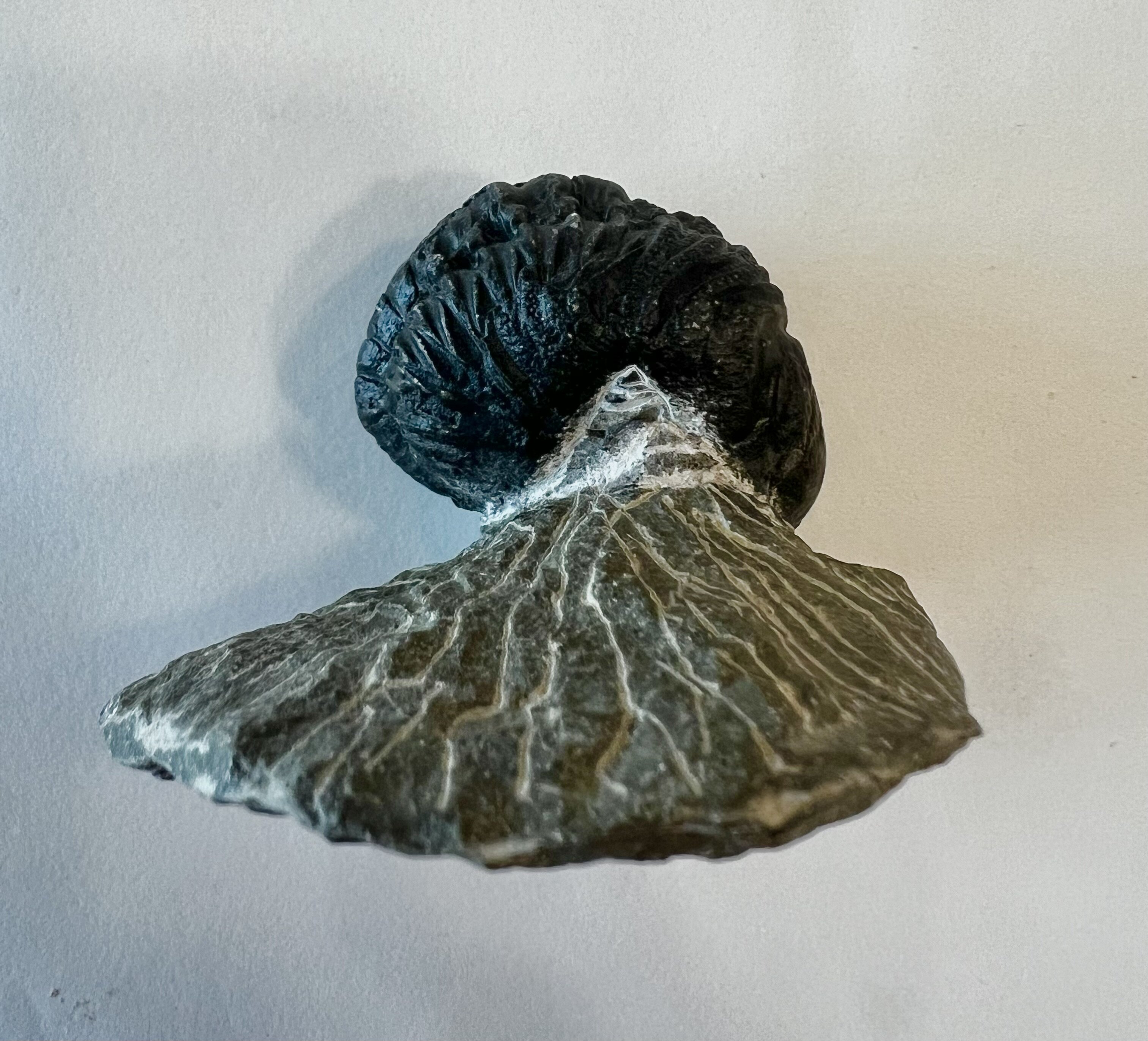 Radiograph Update - General Fossil Discussion - The Fossil Forum