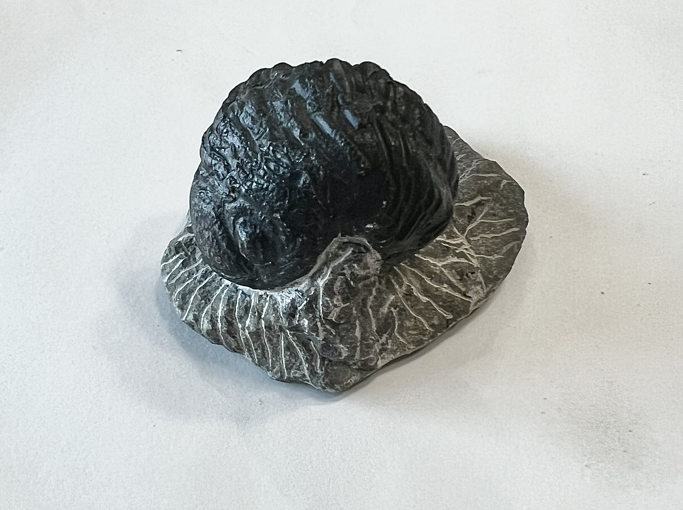 Radiograph Update - General Fossil Discussion - The Fossil Forum