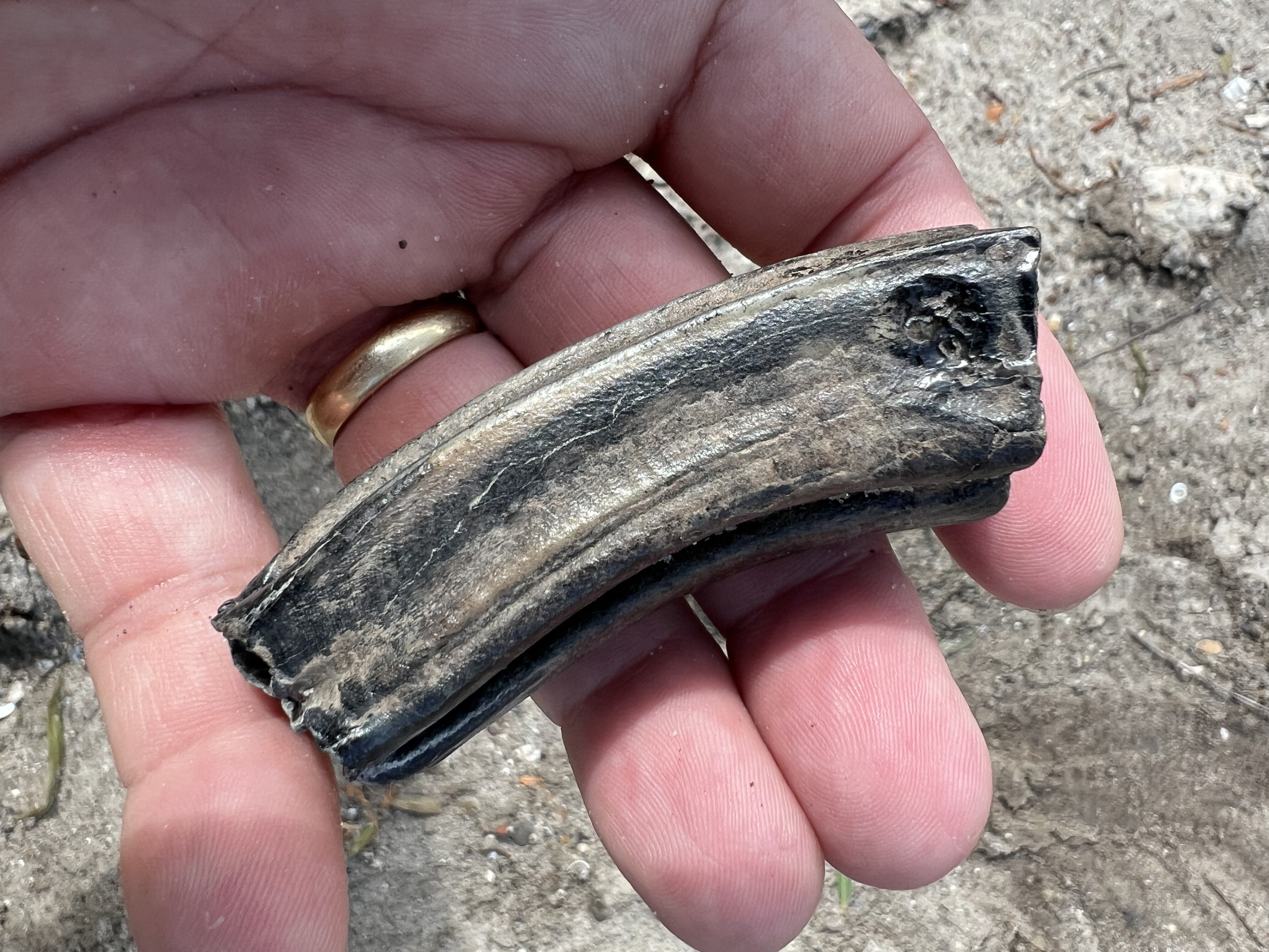 Horse tooth- found in Texas, along Nueces River - Fossil ID - The ...