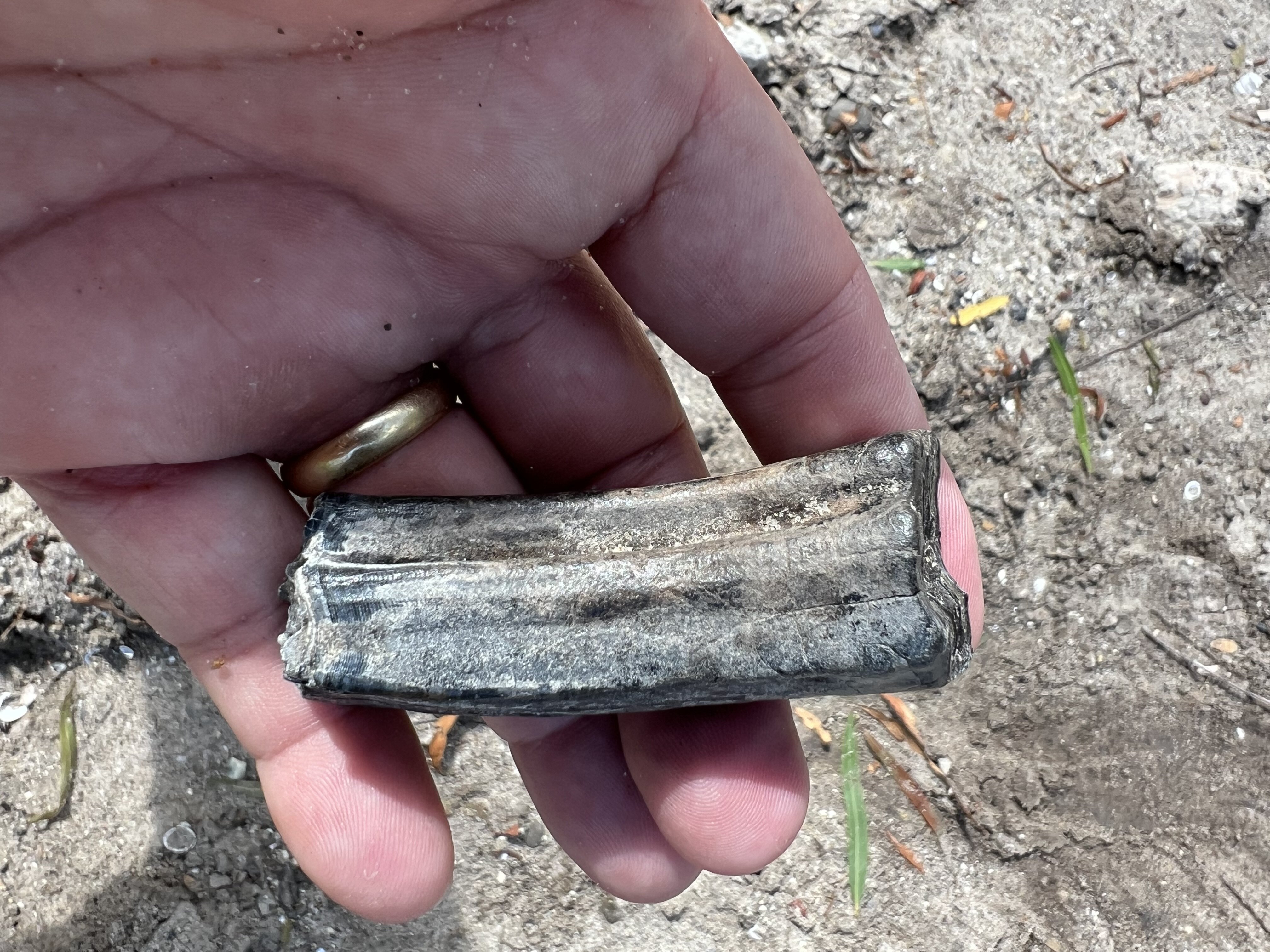 Horse tooth- found in Texas, along Nueces River - Fossil ID - The ...