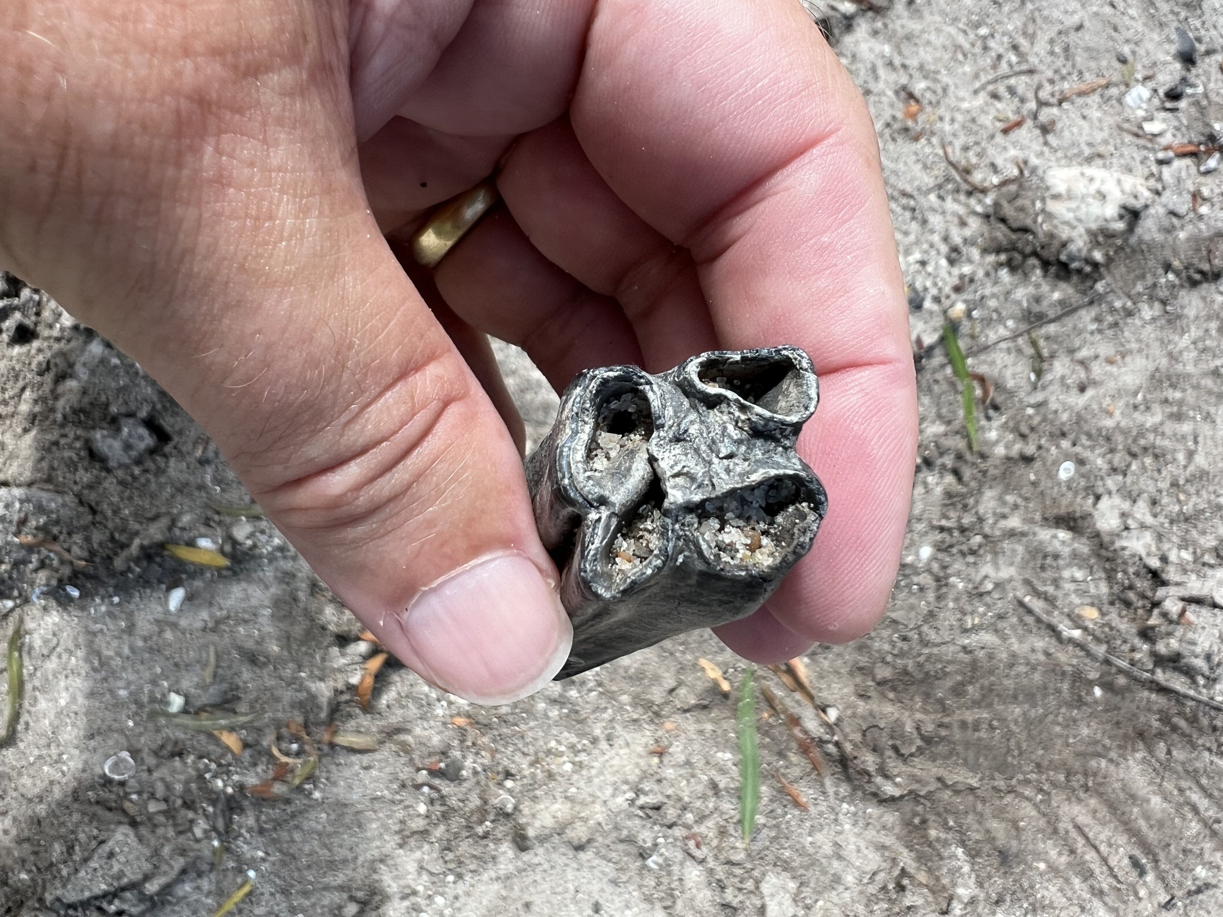 Horse tooth- found in Texas, along Nueces River - Fossil ID - The ...