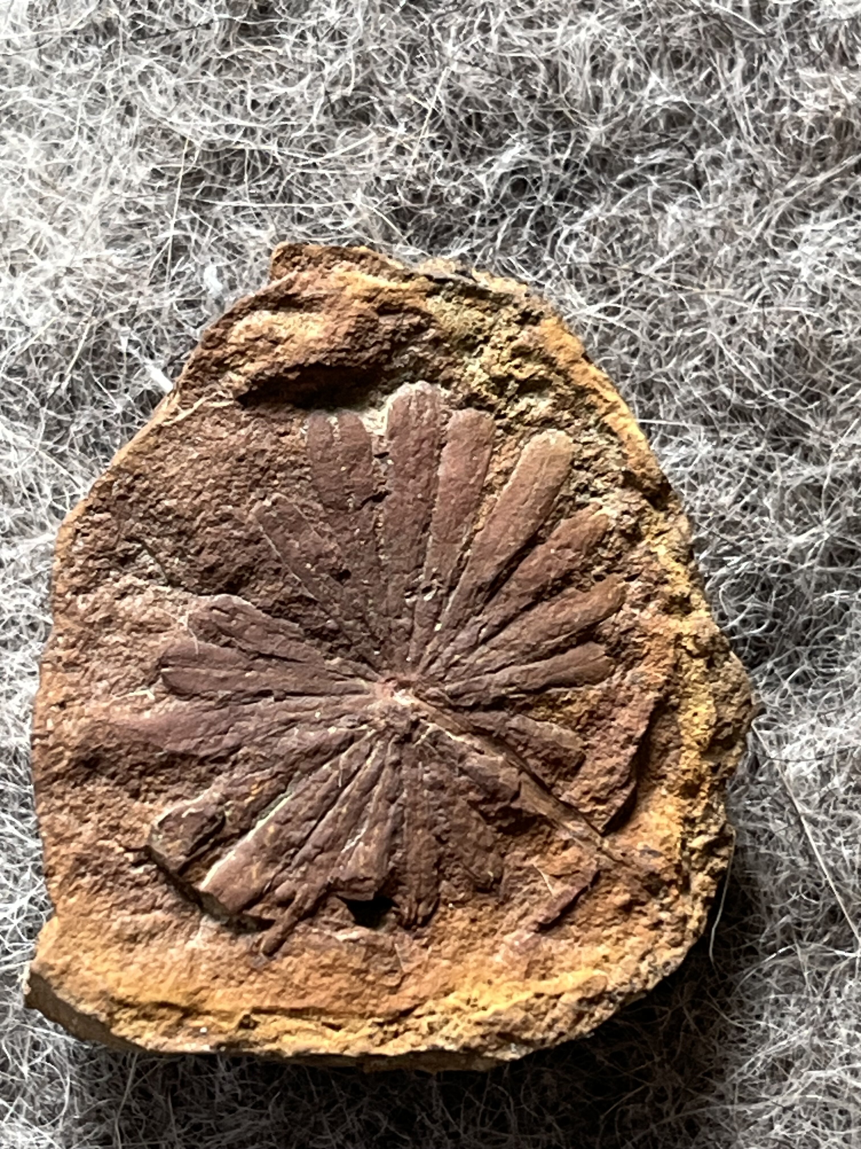 So many types of ferns - Fossil ID - The Fossil Forum