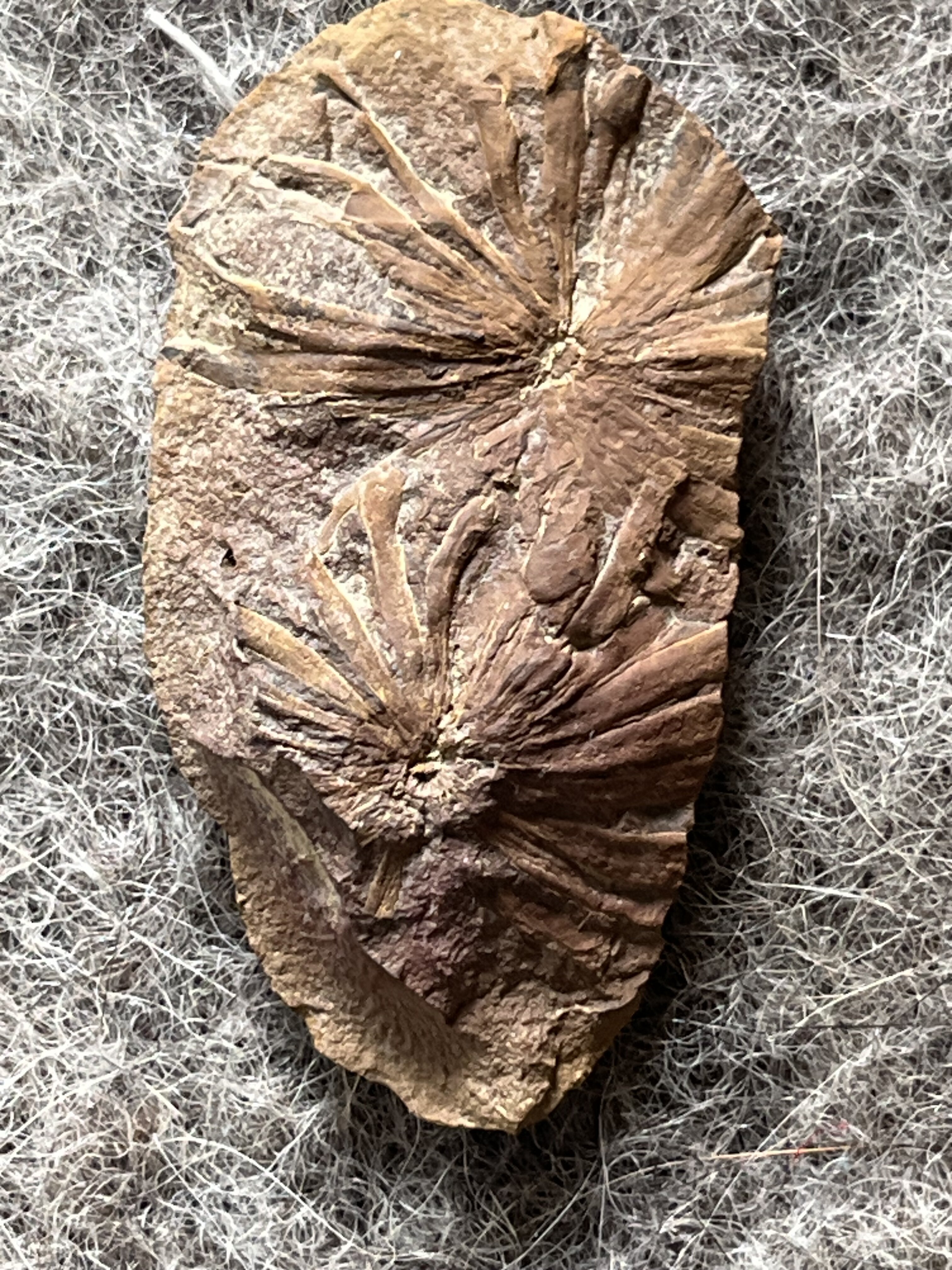 So many types of ferns - Fossil ID - The Fossil Forum