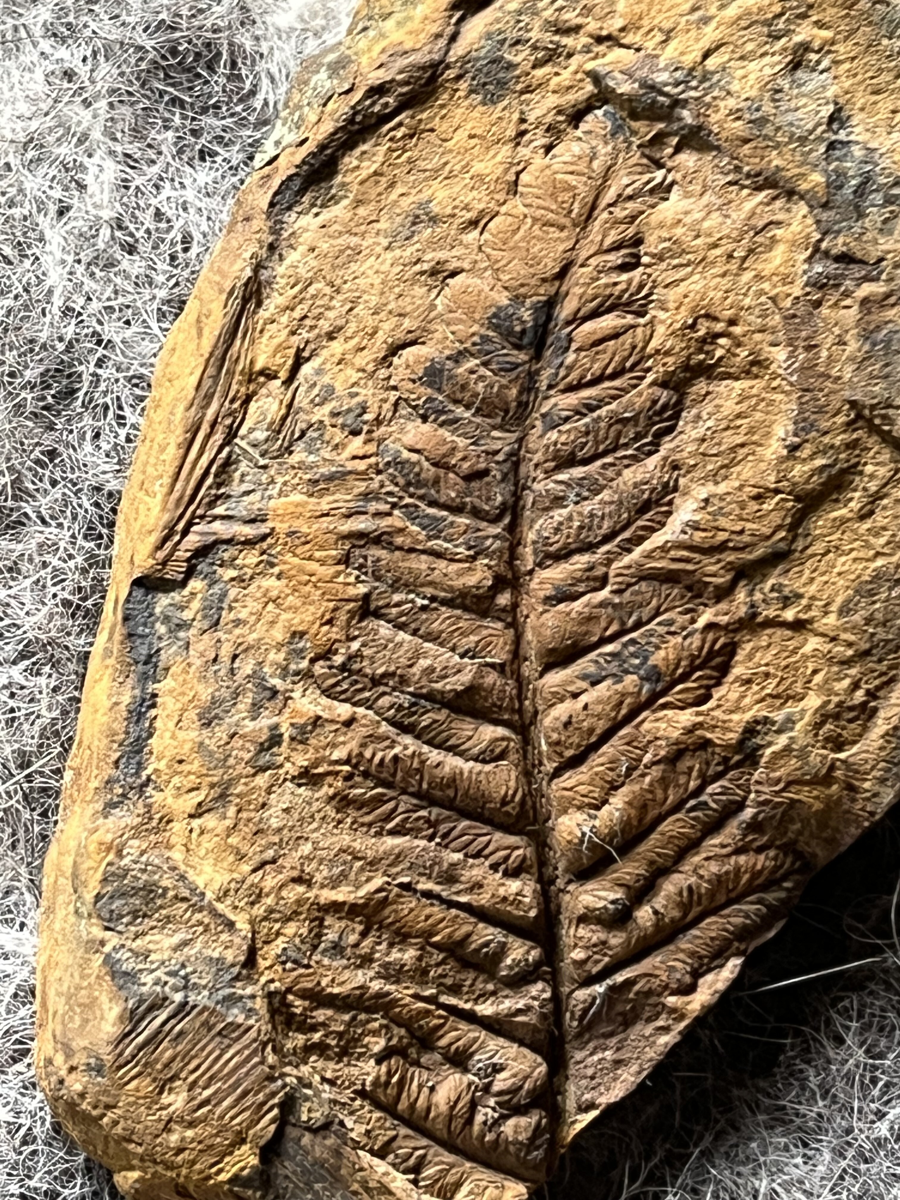 So many types of ferns - Fossil ID - The Fossil Forum