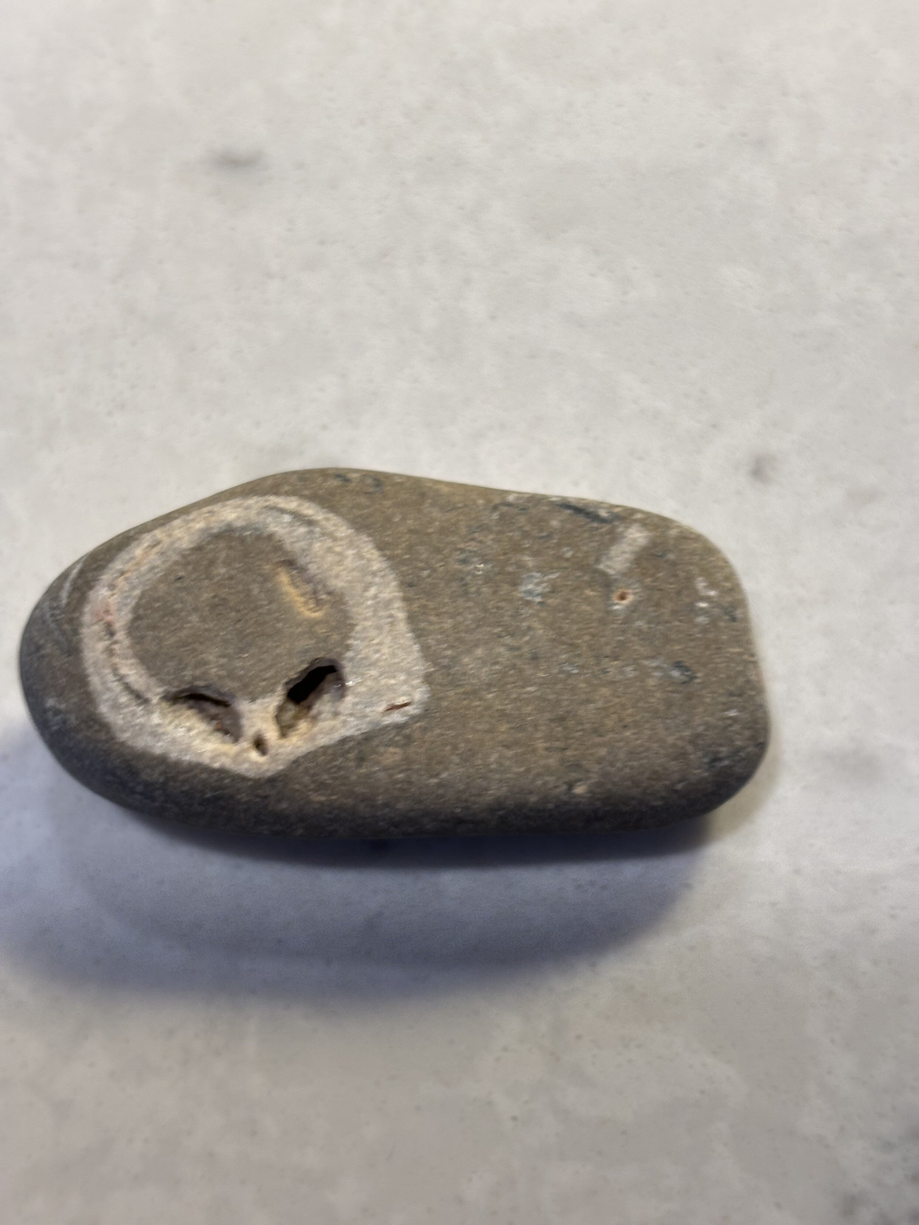 Rookie Needs Help Identifying Multiple Wisconsin Finds - Fossil ID ...