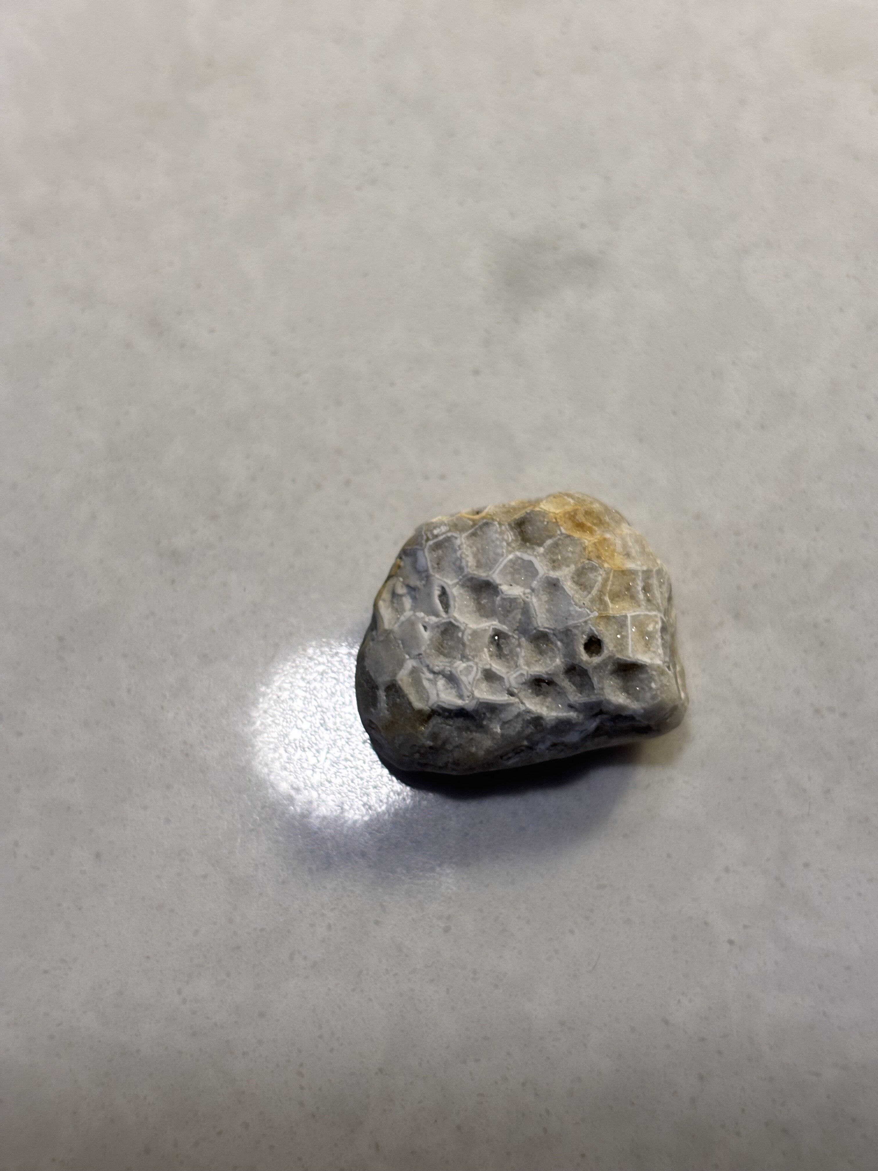 Rookie Needs Help Identifying Multiple Wisconsin Finds - Fossil ID ...