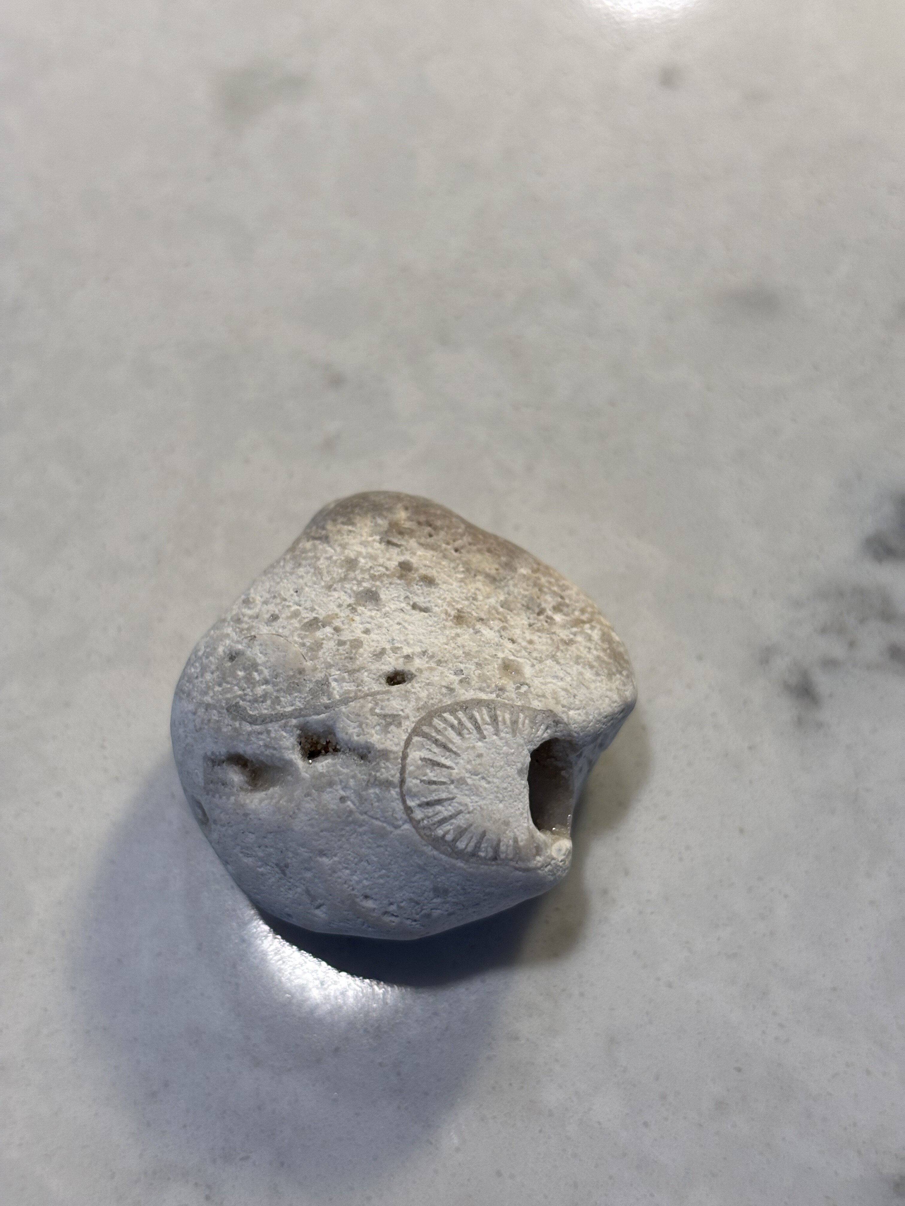 Rookie Needs Help Identifying Multiple Wisconsin Finds - Fossil ID ...