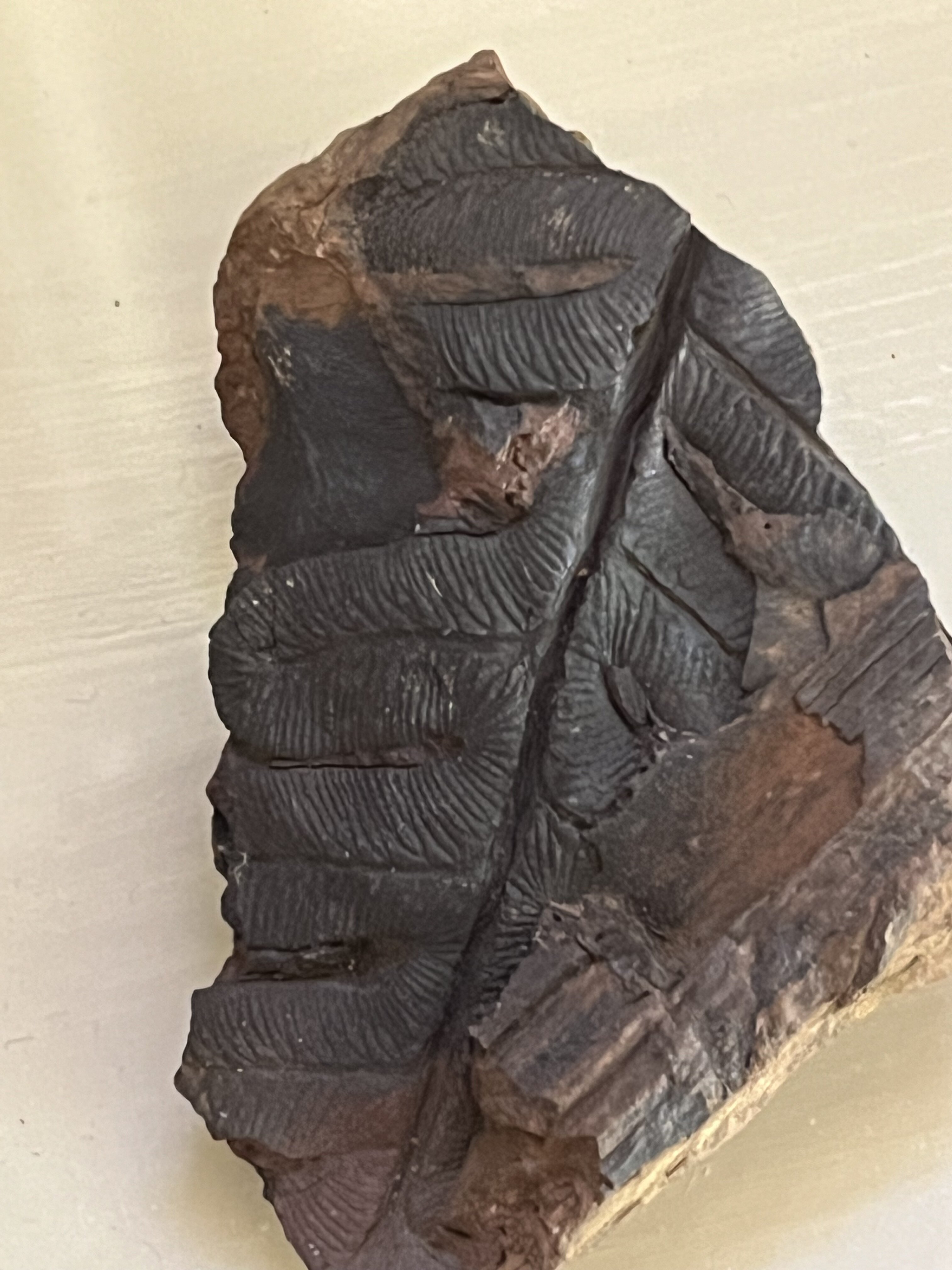 So many types of ferns - Fossil ID - The Fossil Forum