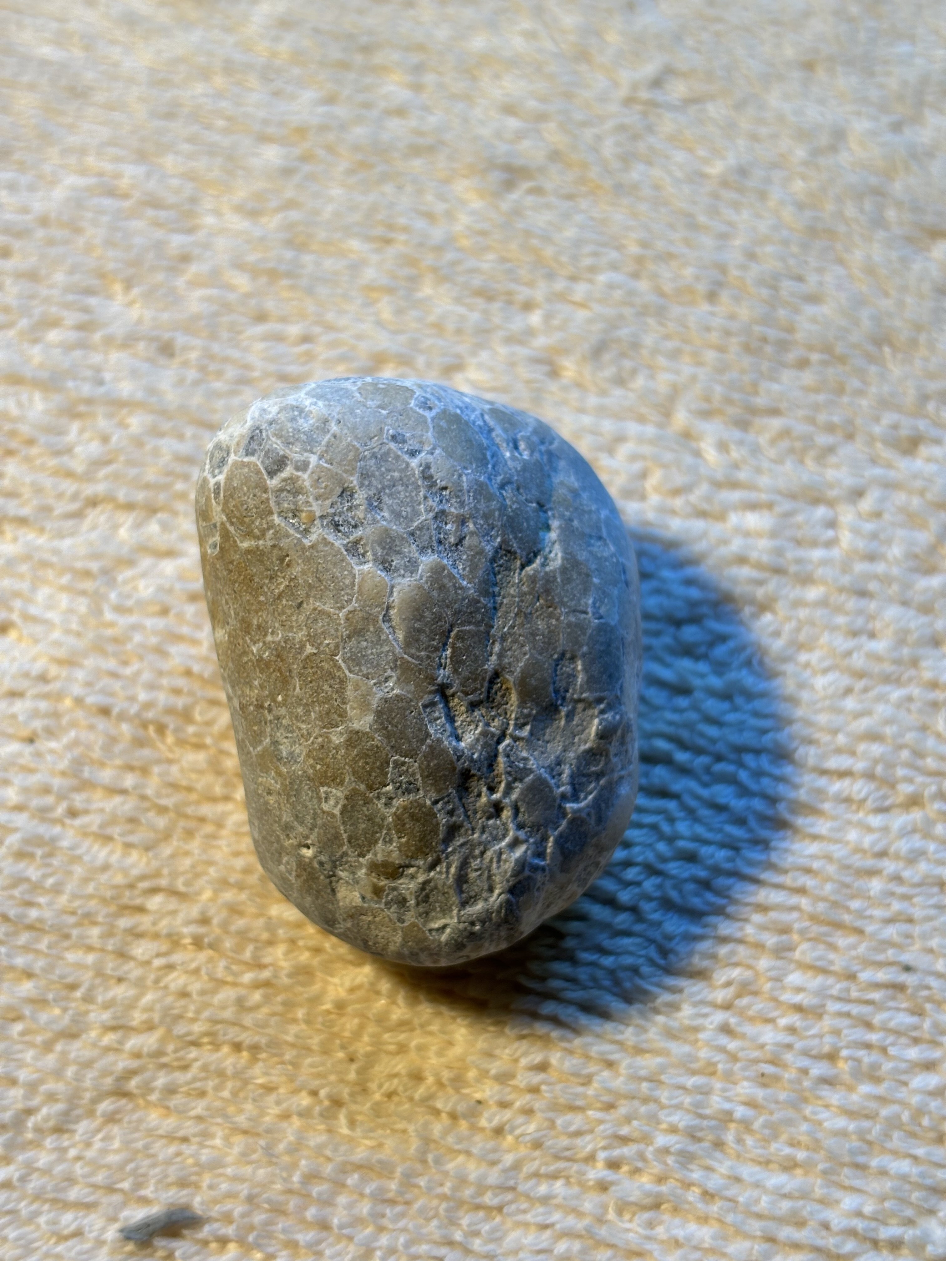 Doctors Park, WI Silurian Finds - Fossil Hunting Trips - The Fossil Forum