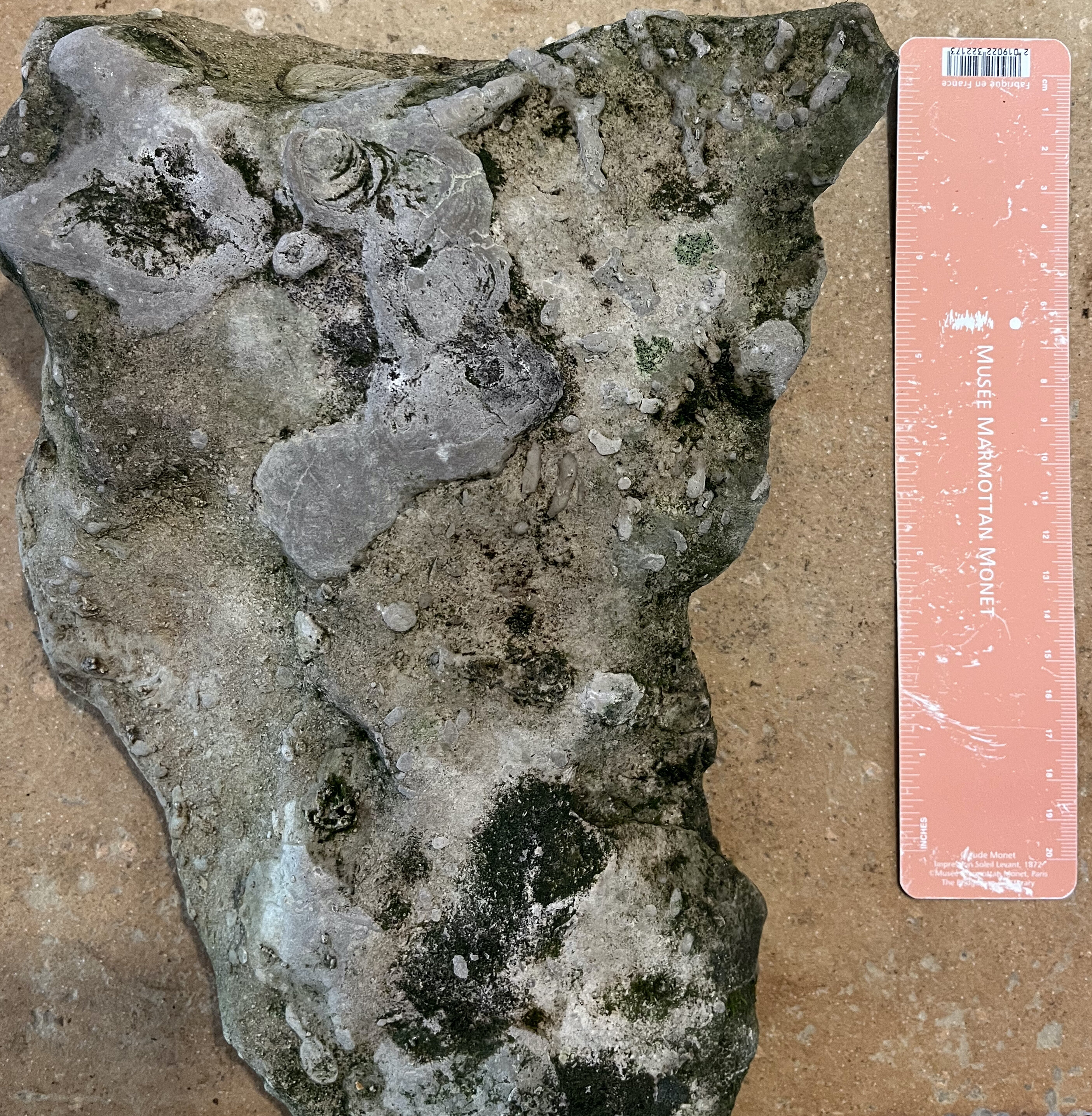 Iowa fossil identification - Coralville Formation - Fossil ID - The ...
