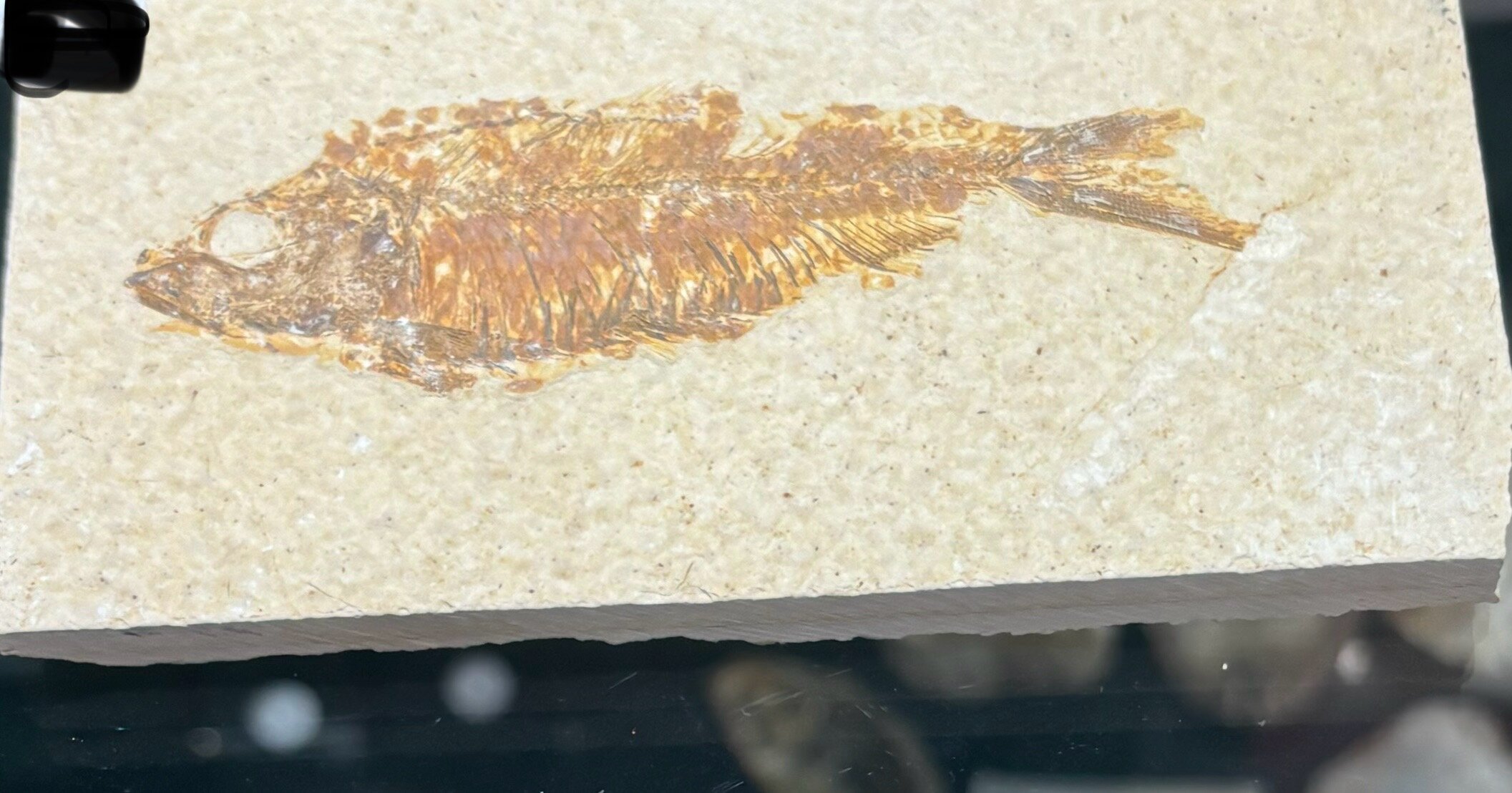 Knightia or Diplomystus - Fossil ID - The Fossil Forum