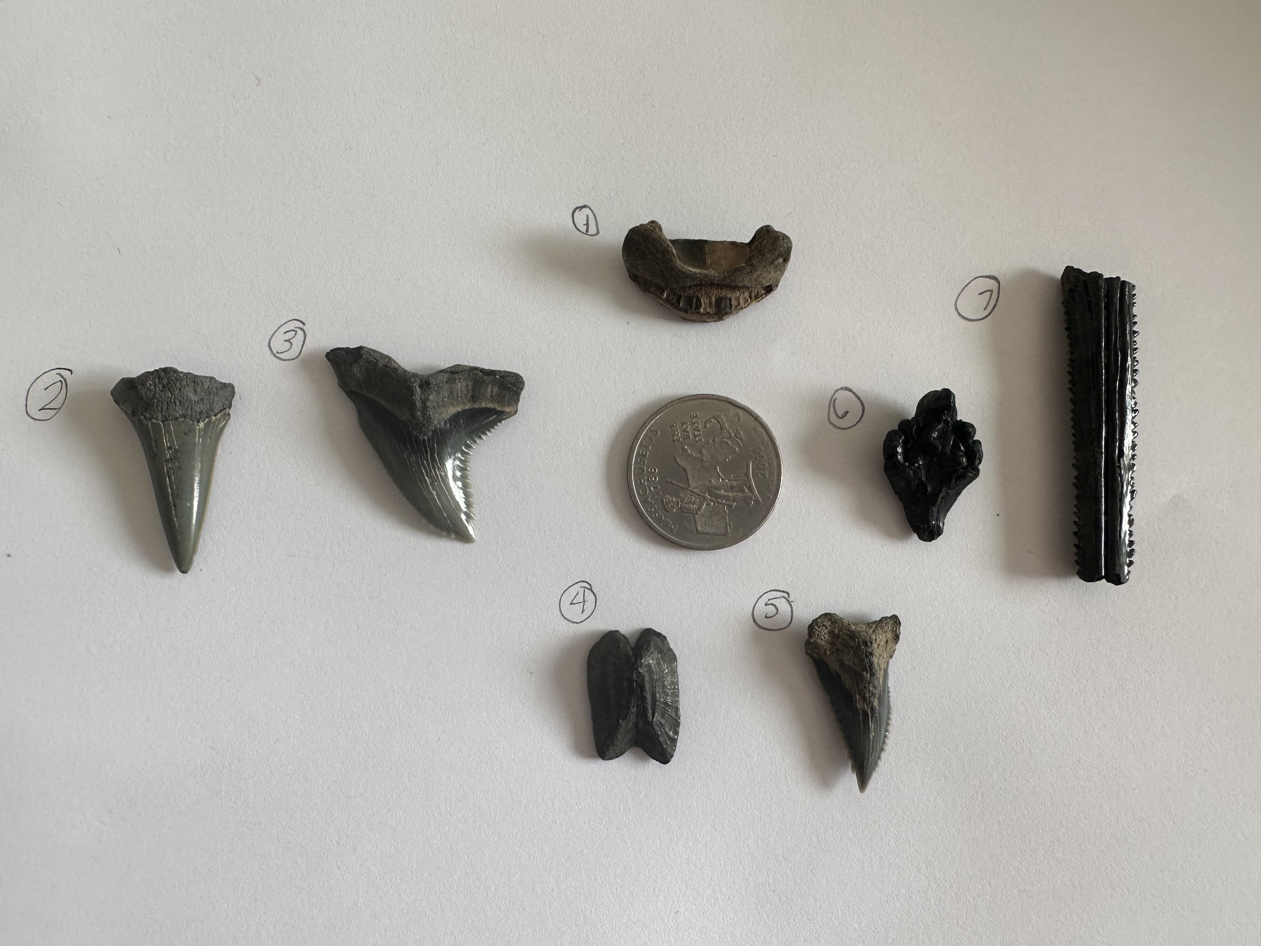 Found on the beach in northeast Florida - Fossil ID - The Fossil Forum