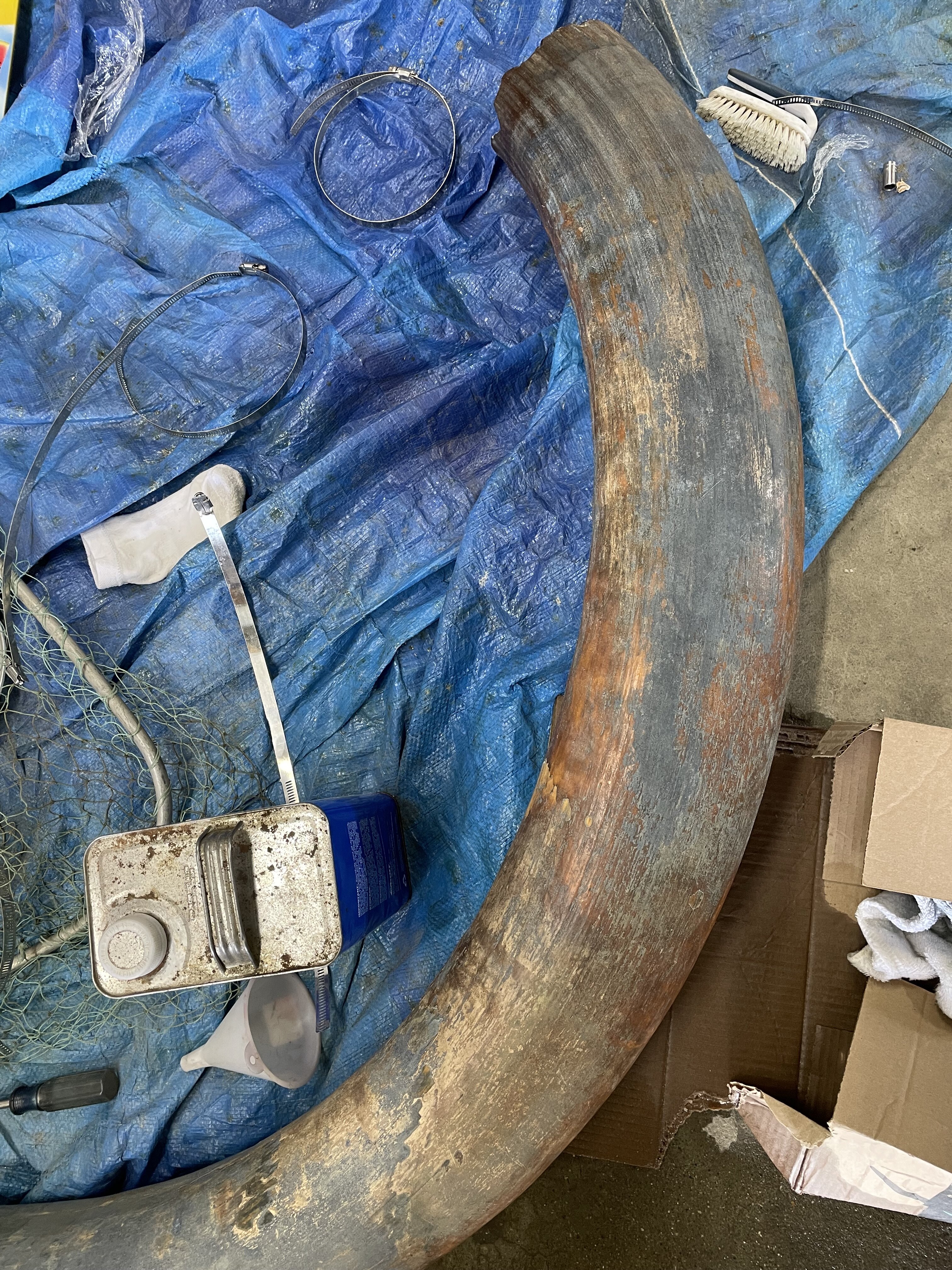 Too much butvar 76. Help! - Fossil Preparation - The Fossil Forum