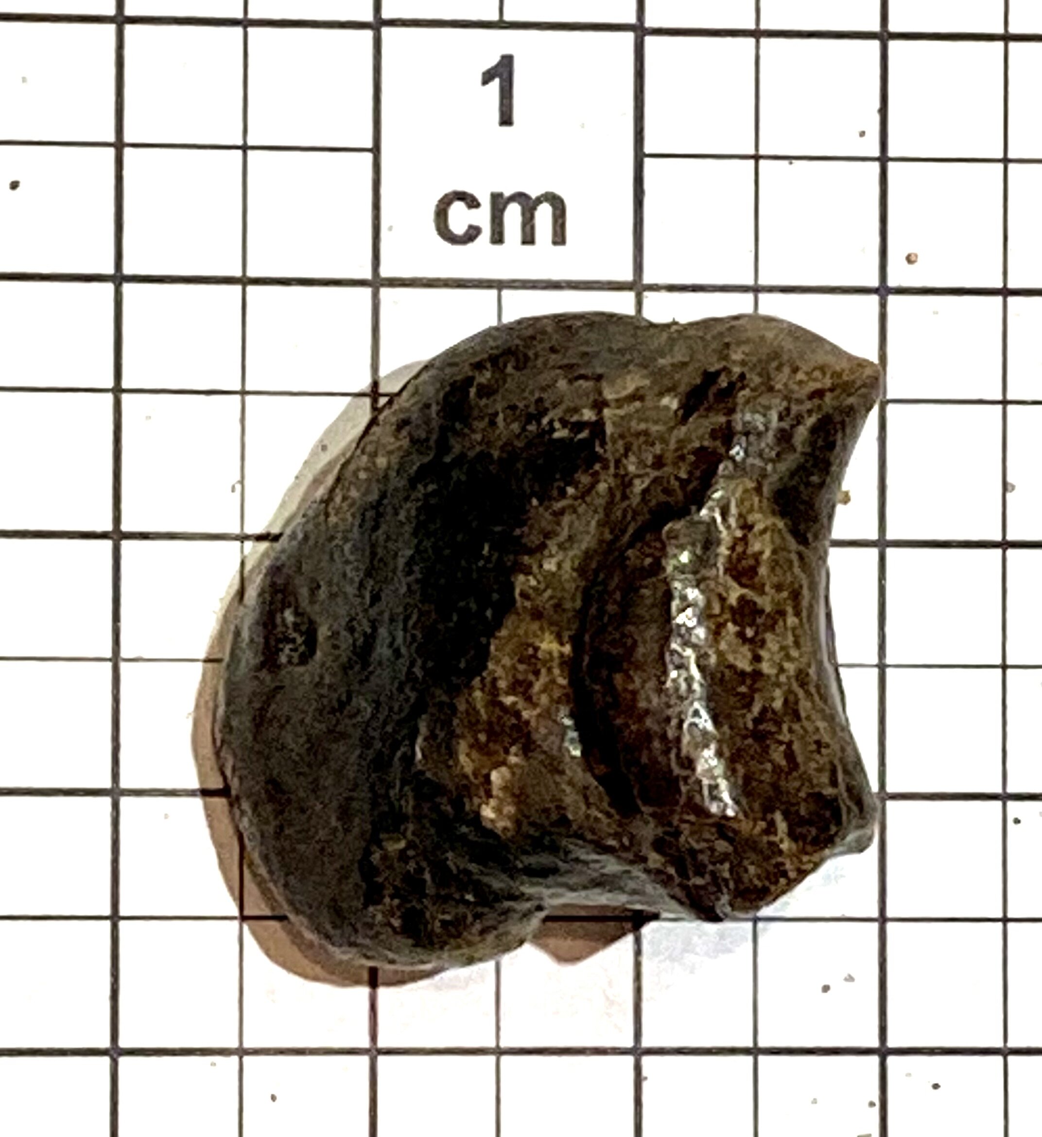 fossil finds Id please - Fossil ID - The Fossil Forum