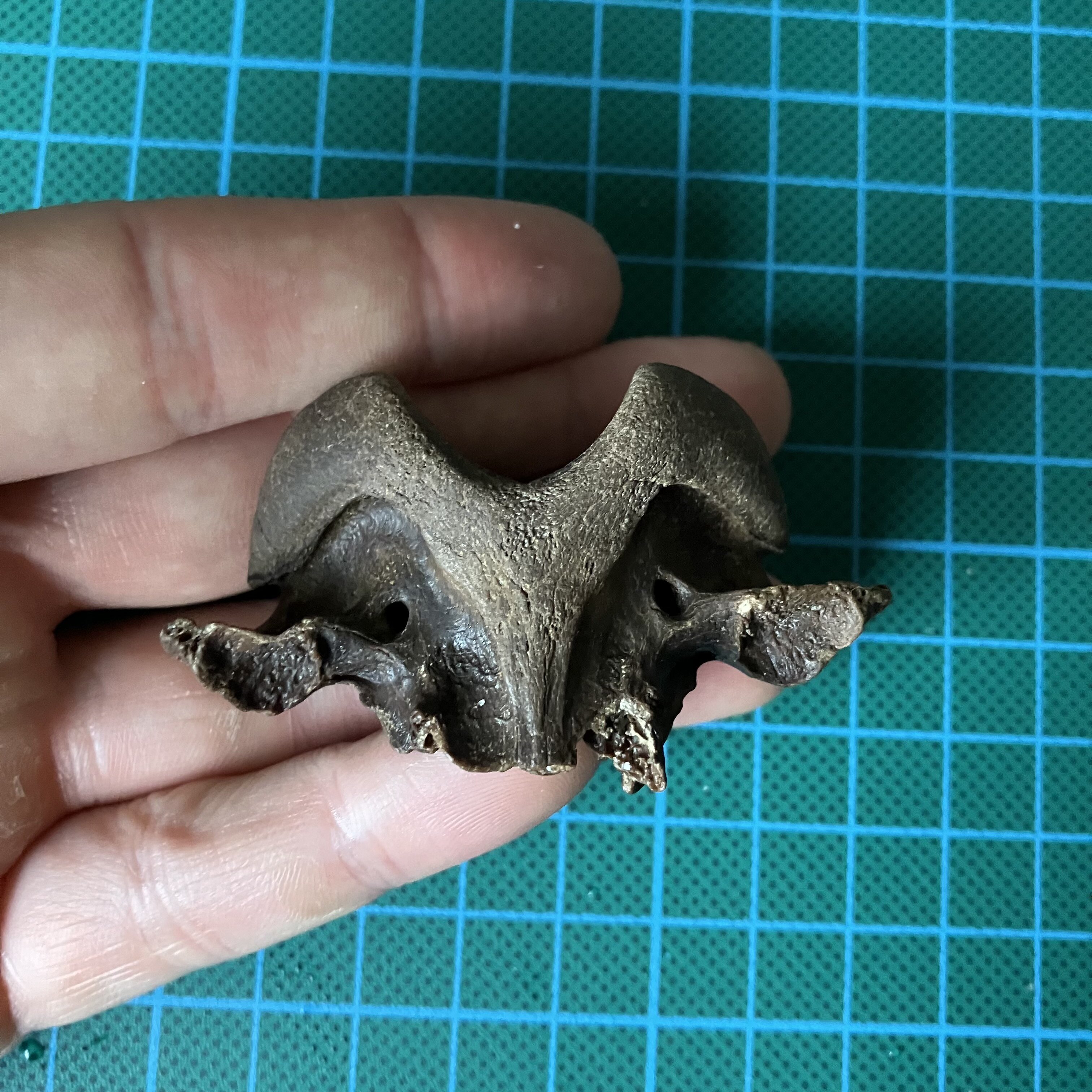 Occipital condyle - Pleistocene carnivore skull - Fossil ID - The ...