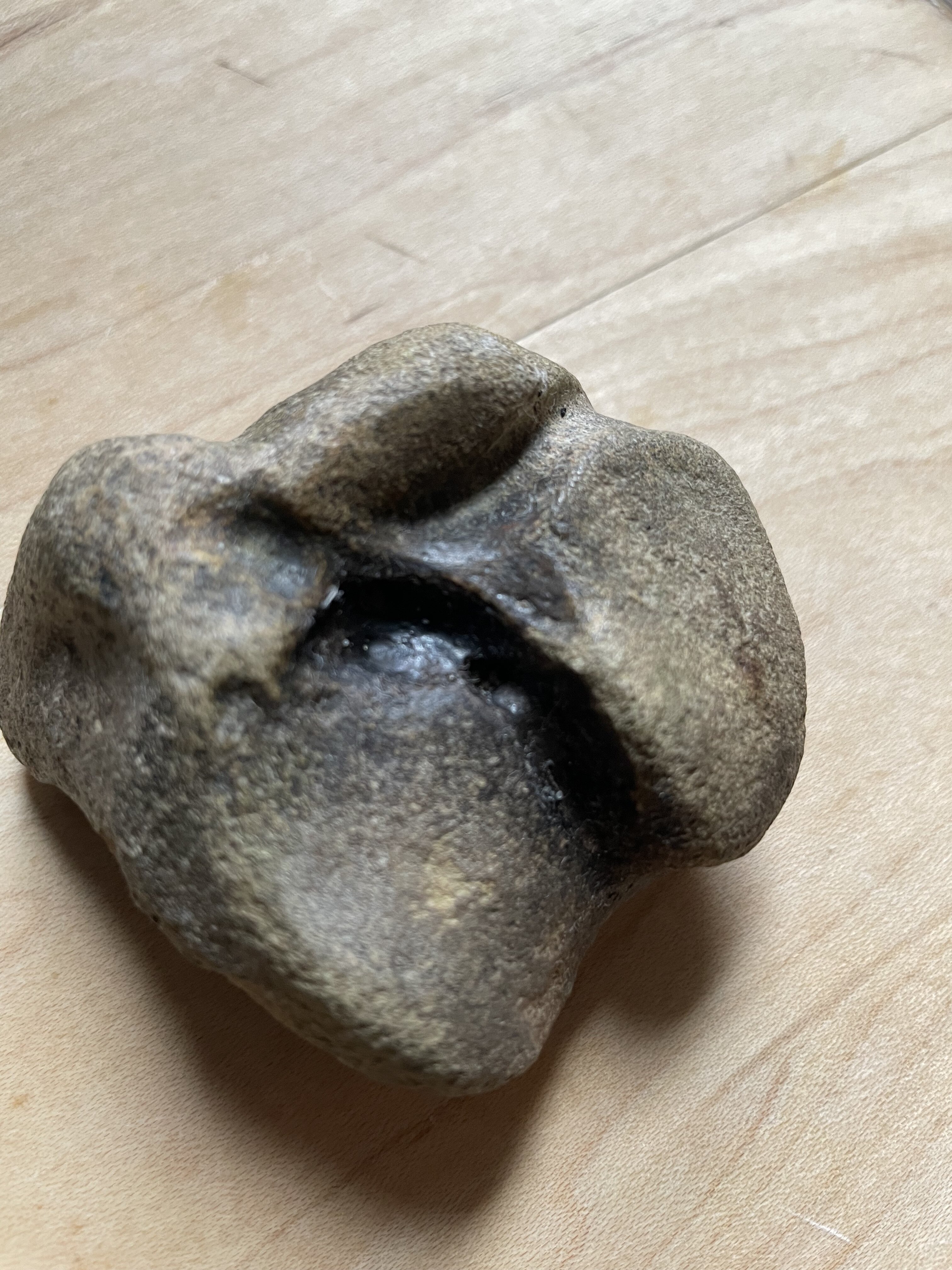 Is this a fossil? Found in Milk River Alberta - Fossil ID - The Fossil ...