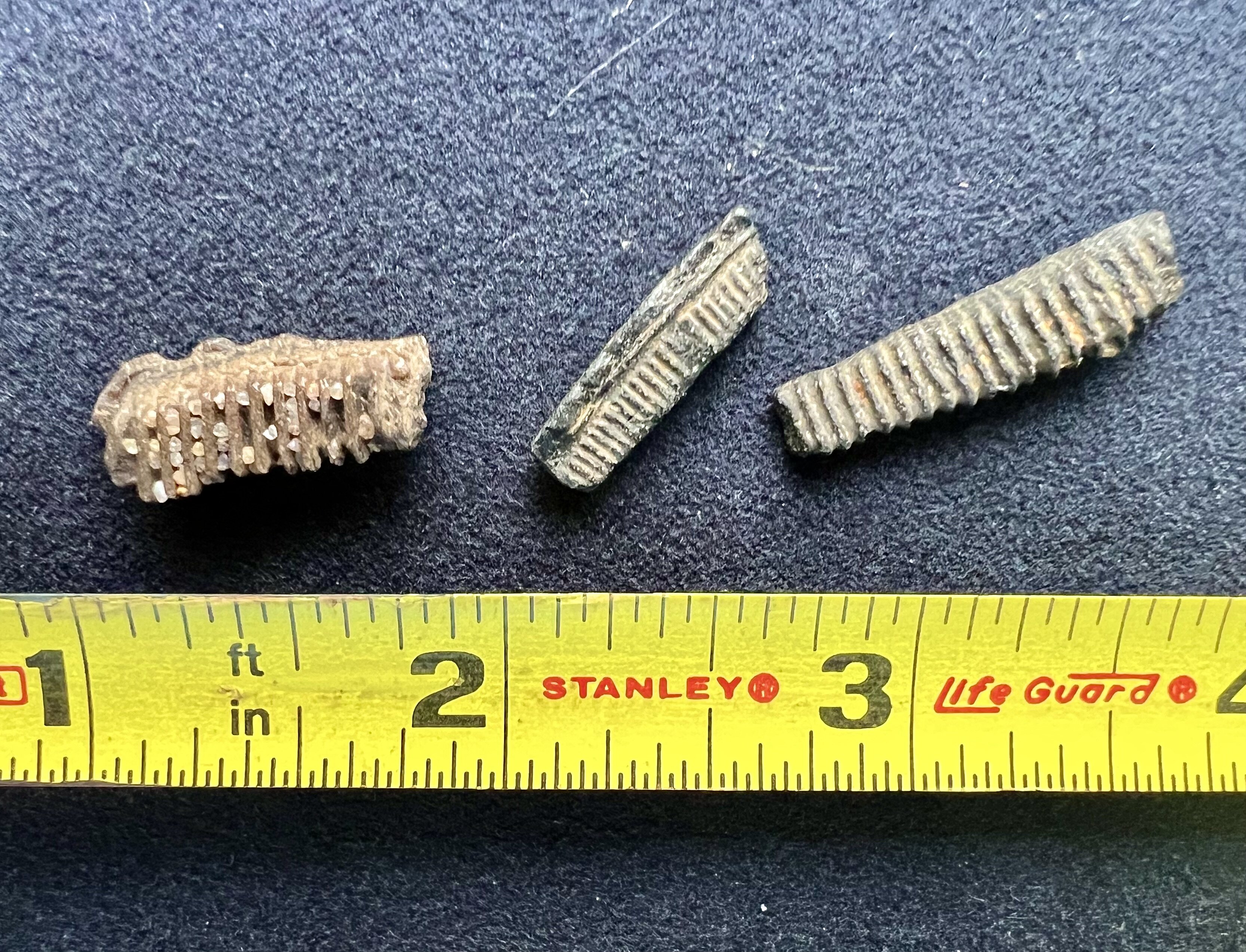 Fossils. Potomac River, Virginia - Fossil ID - The Fossil Forum
