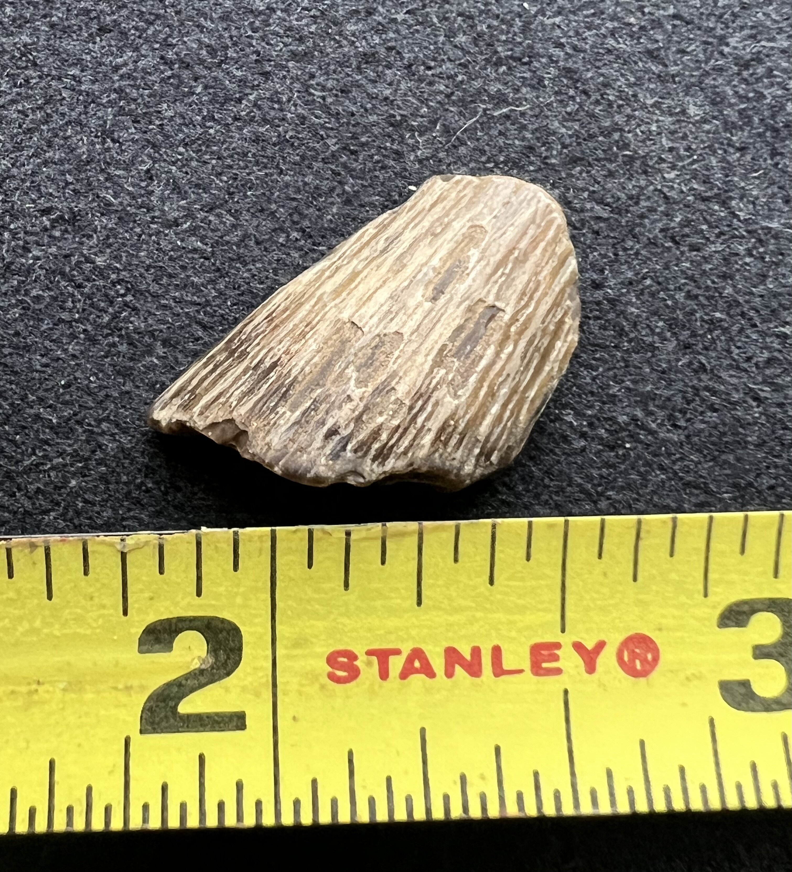 Mosasaur tooth? Alligator? Tooth? Tusk? Found in Potomac River ...