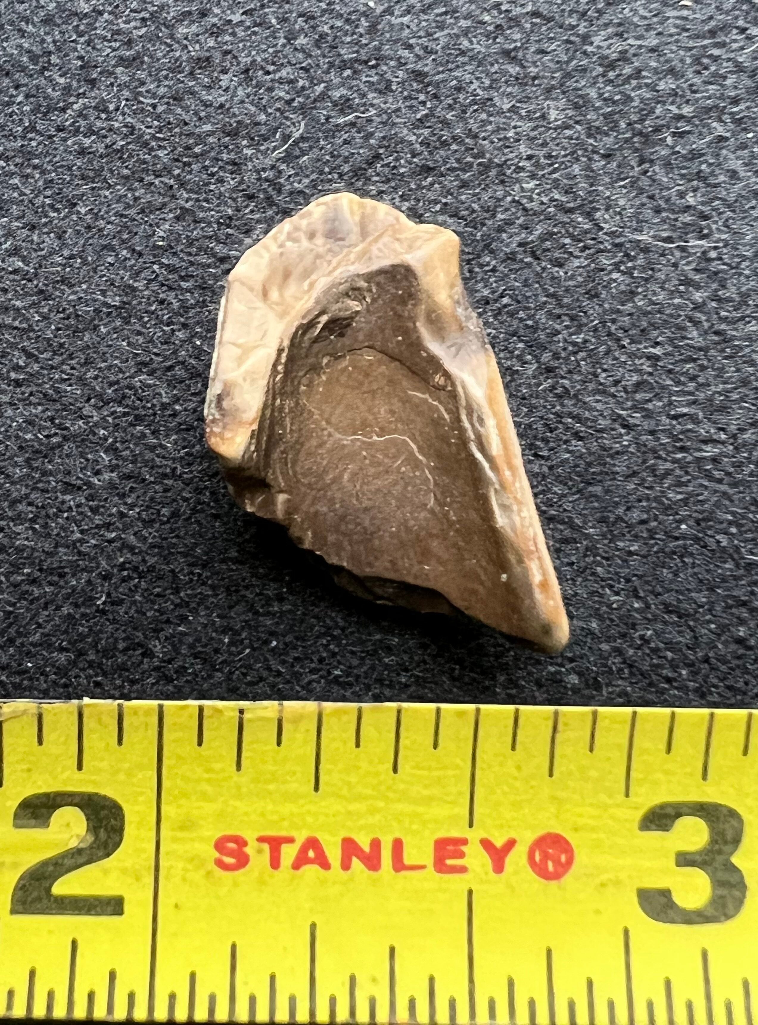 Mosasaur tooth? Alligator? Tooth? Tusk? Found in Potomac River ...