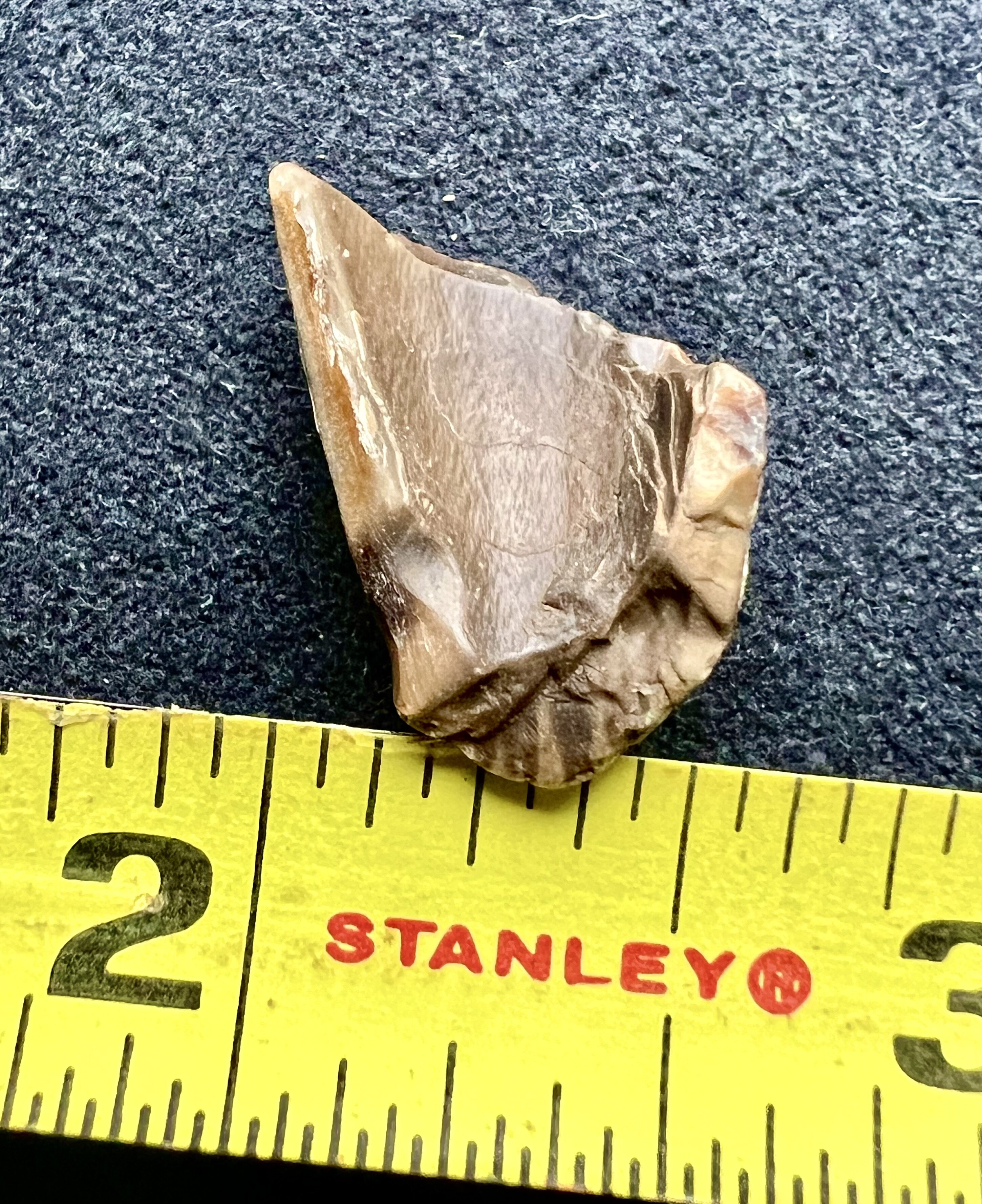 Mosasaur tooth? Alligator? Tooth? Tusk? Found in Potomac River ...