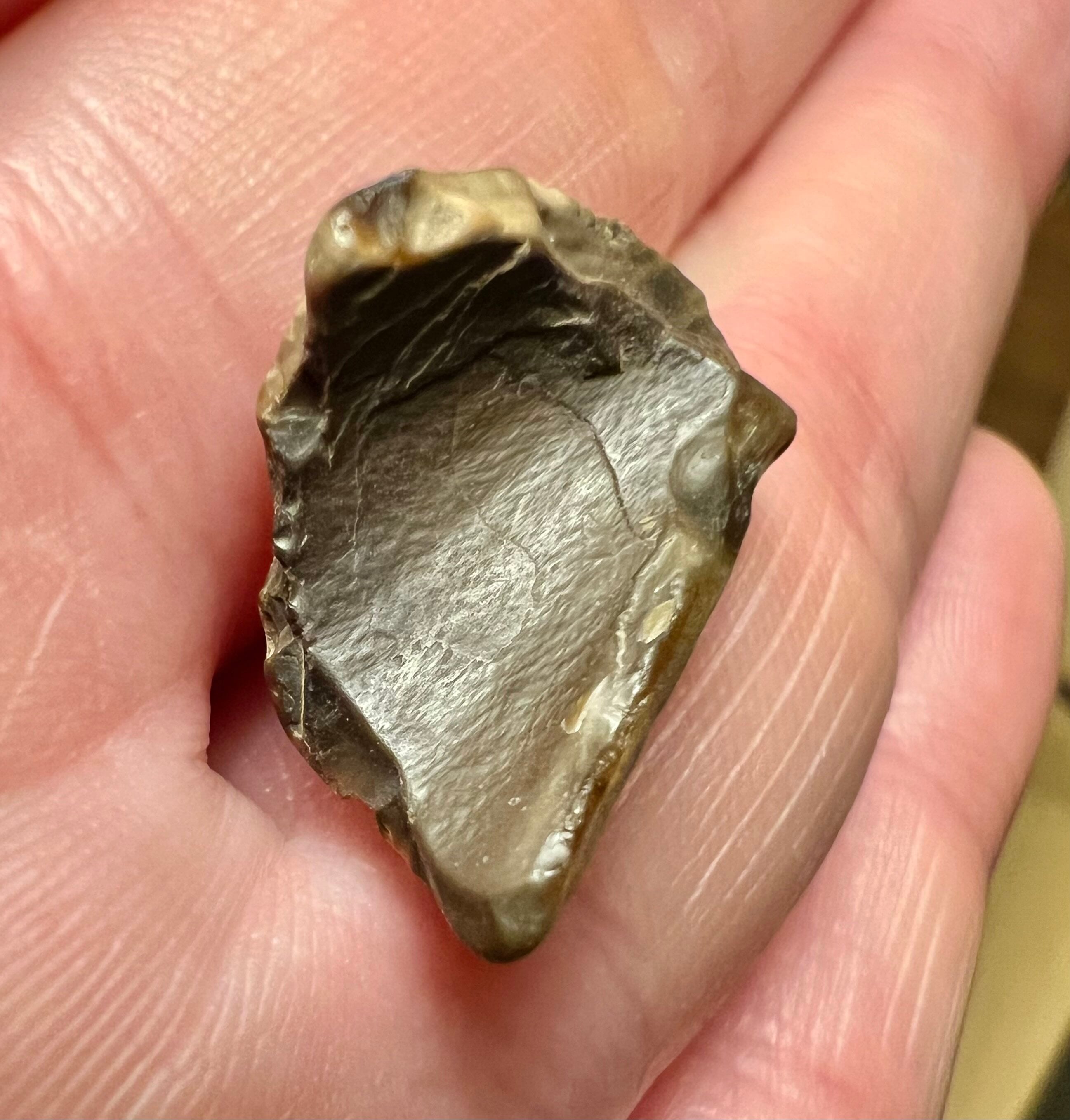 Mosasaur tooth? Alligator? Tooth? Tusk? Found in Potomac River ...