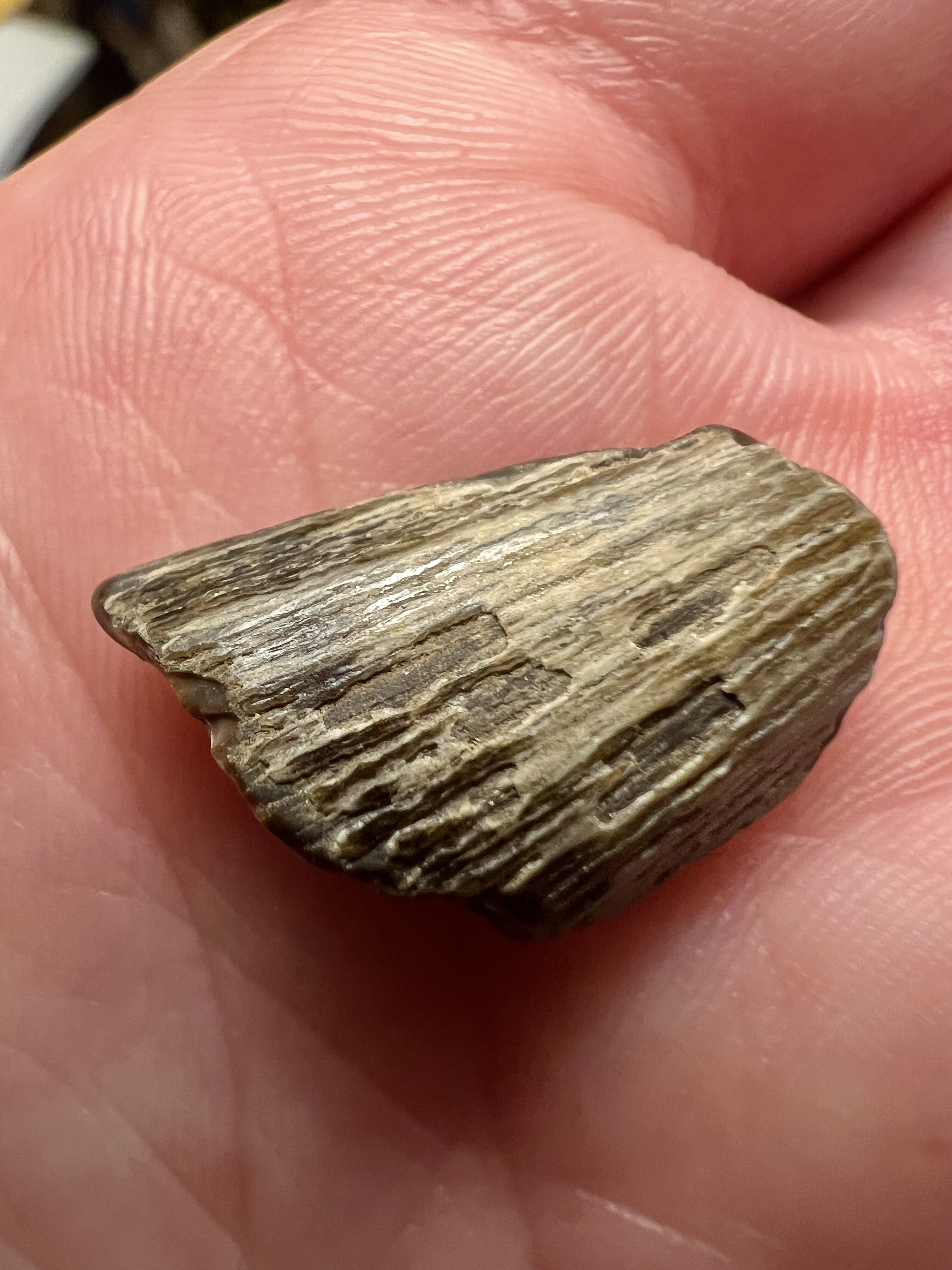 Mosasaur tooth? Alligator? Tooth? Tusk? Found in Potomac River ...